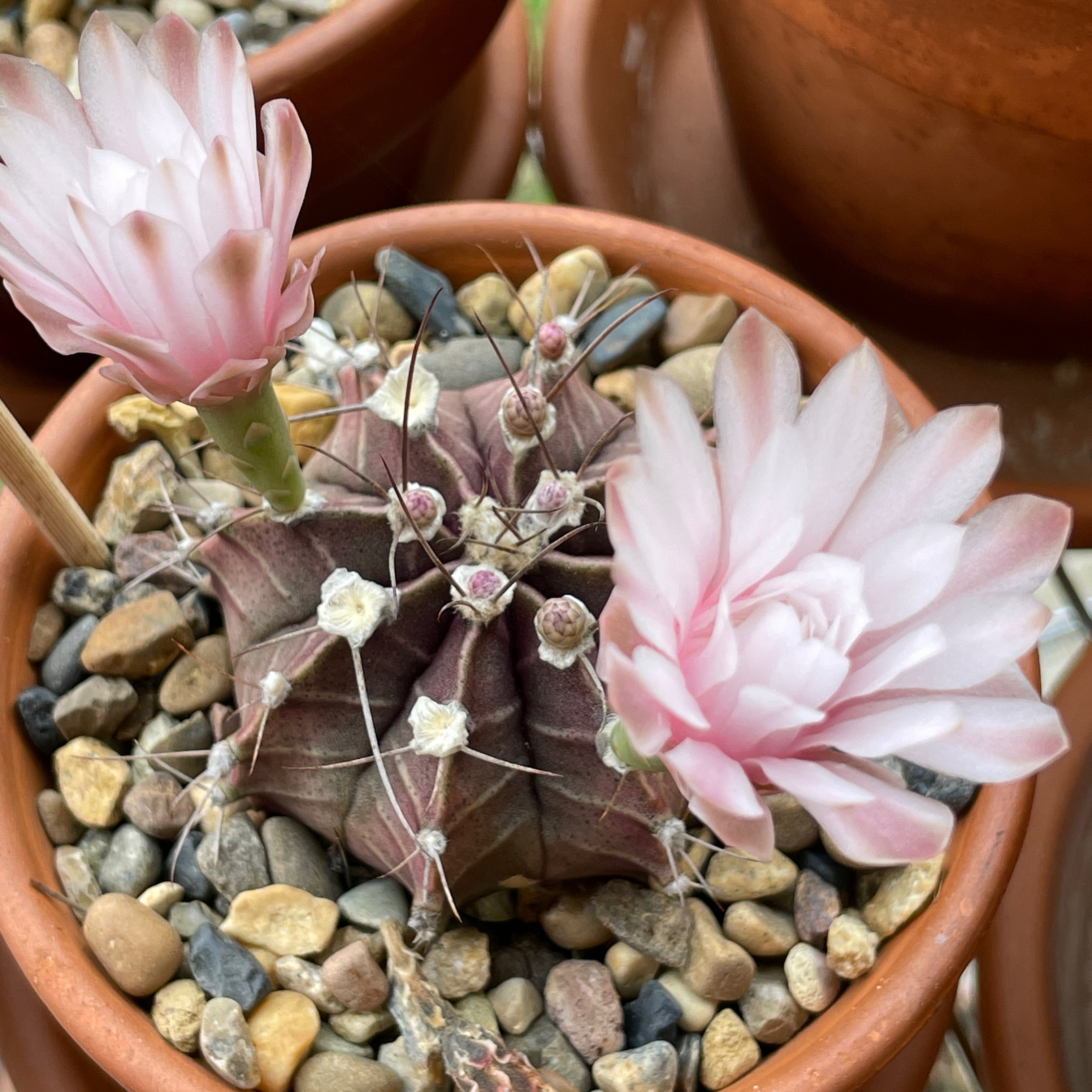 What Do Gymnocalycium stenopleurum Flowers Mean?