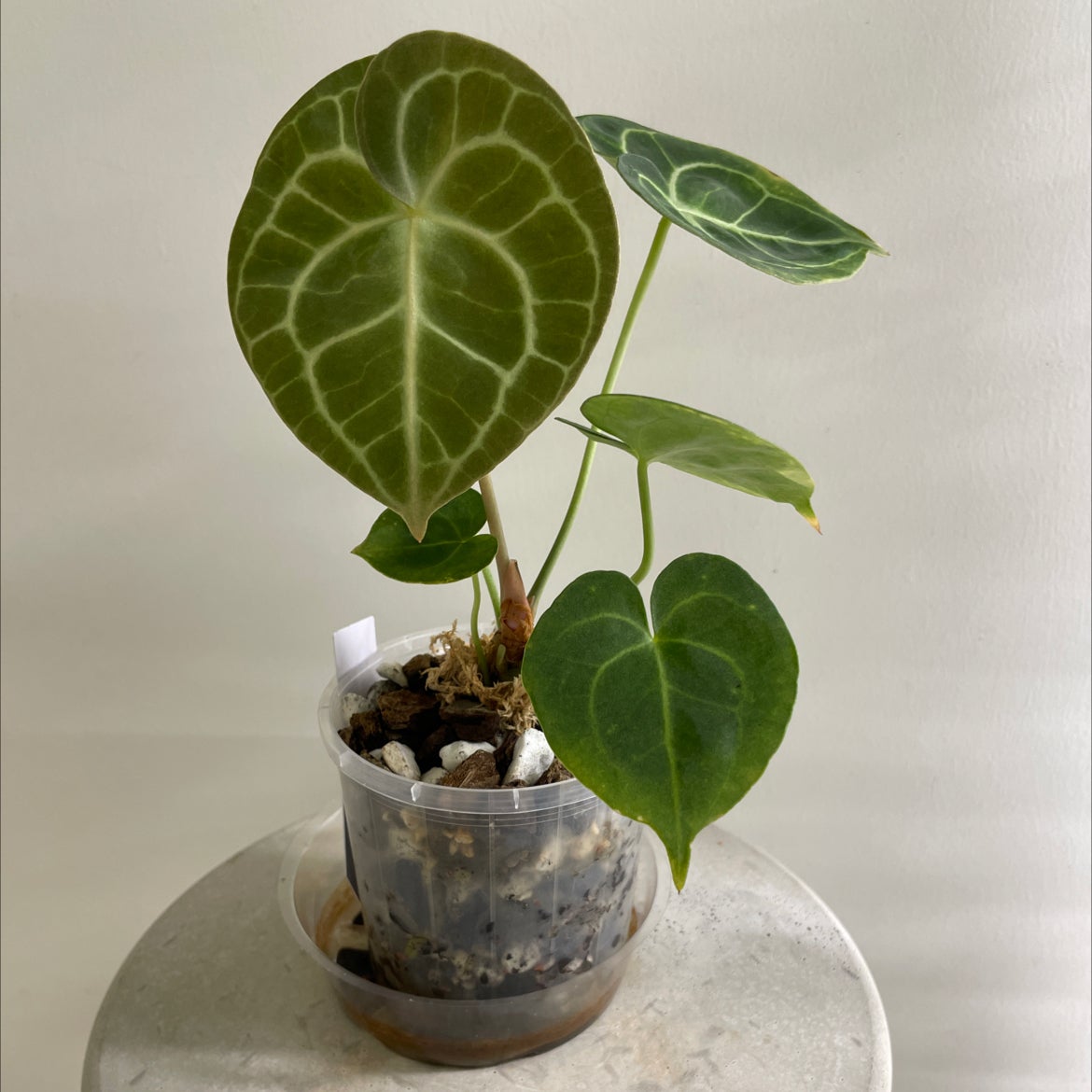 Why Are My Velvet Cardboard Anthurium Leaves Droopy?