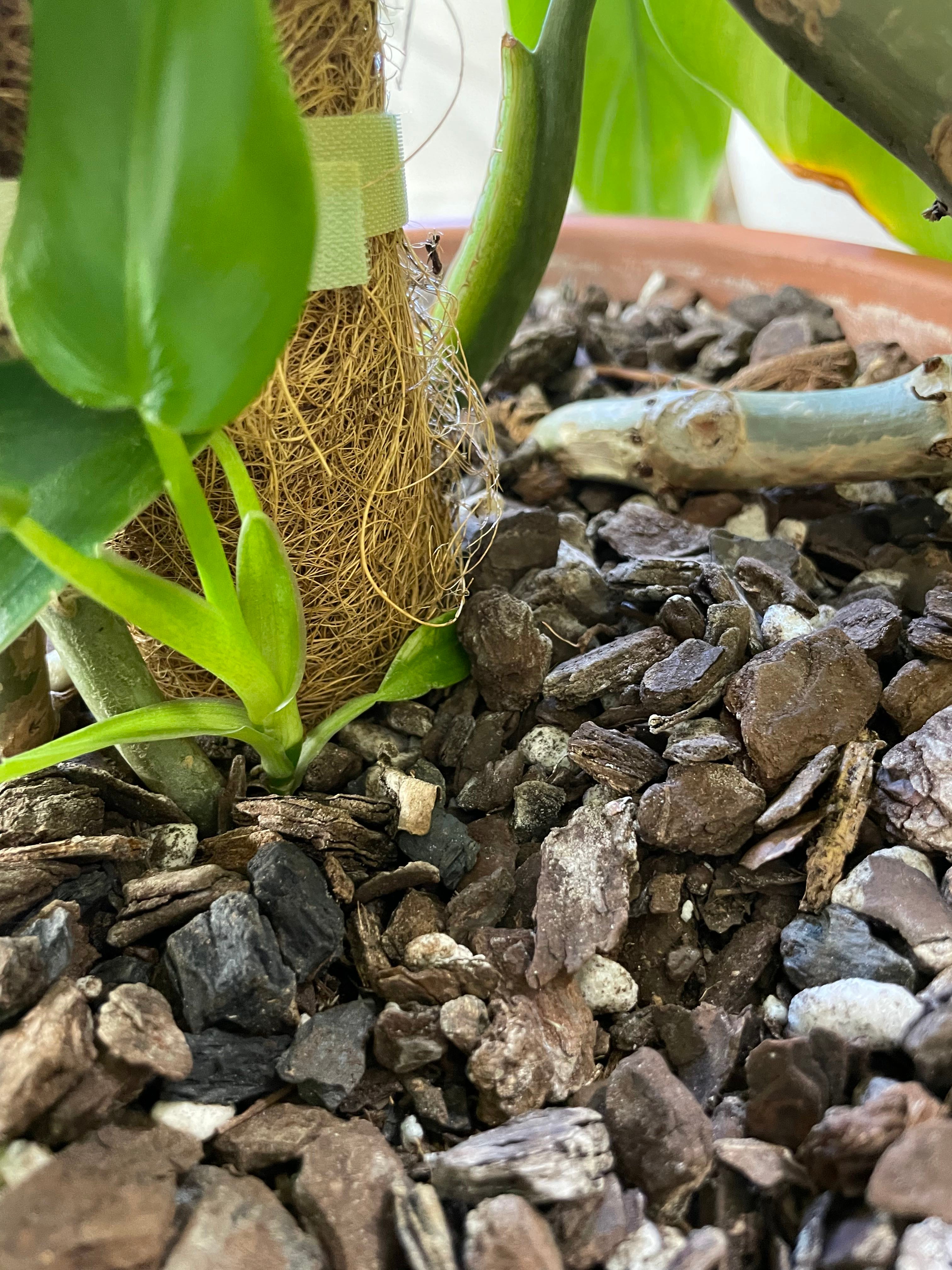 💖 Propagating Spade Leaf Philodendron: The Ultimate Guide