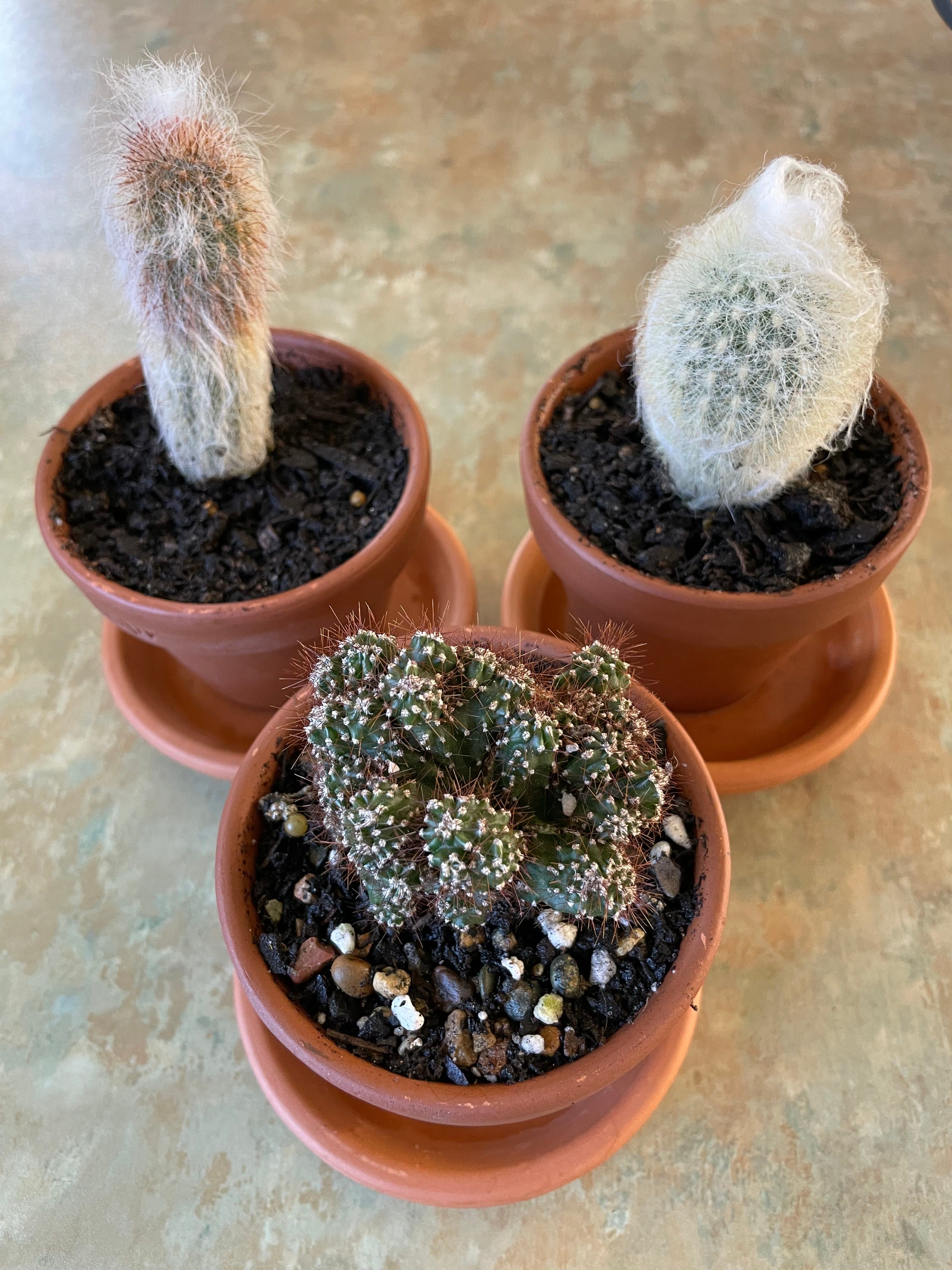 How Do I Fix peruvian apple cactus root rot?