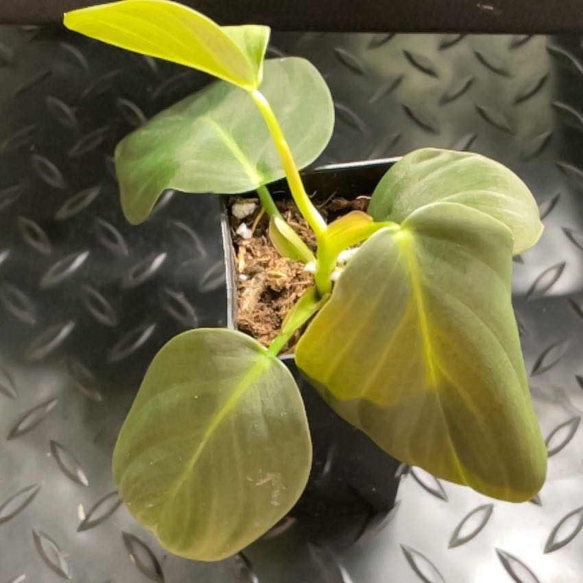 Propagating Philodendron gigas: The Ultimate Guide