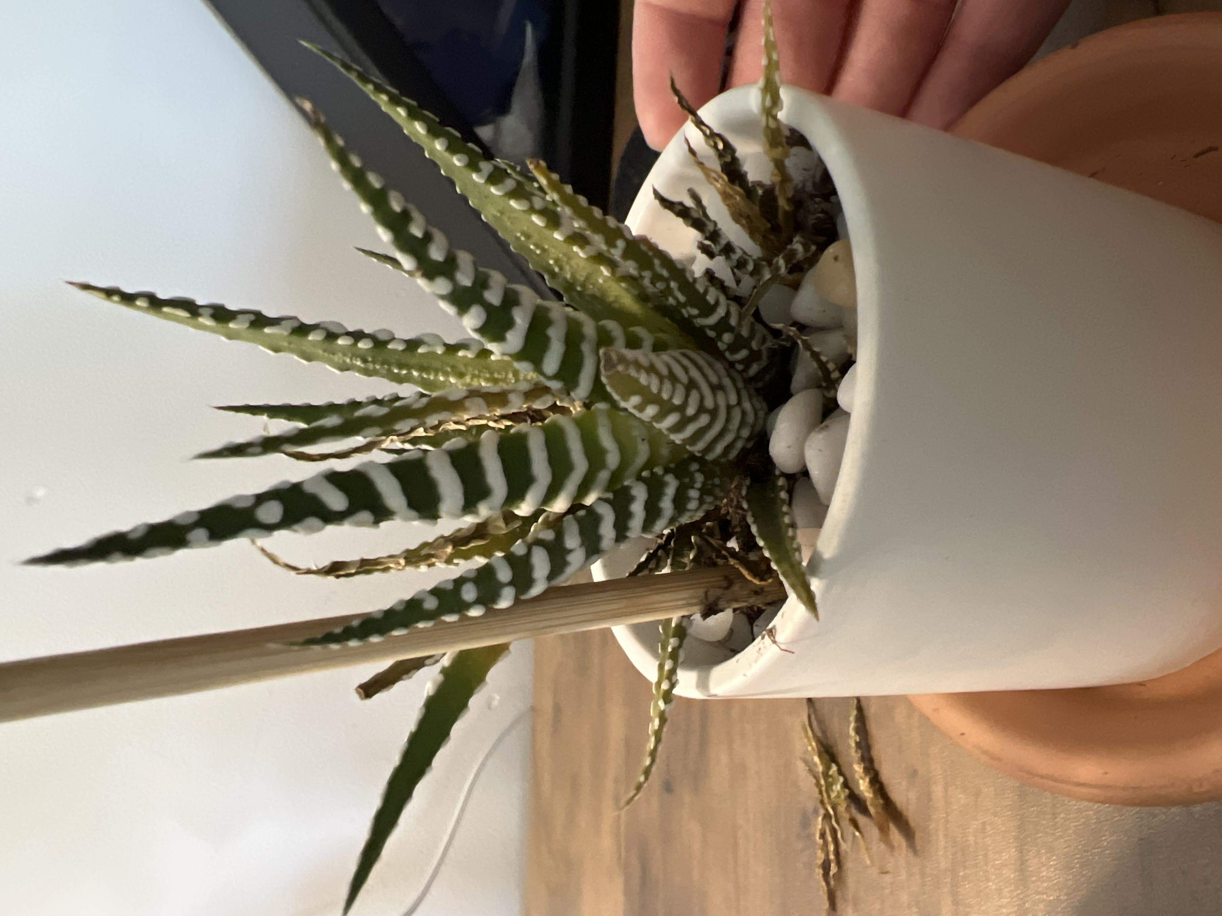 Keep Your Zebra Plant Alive: Light, Water & Care Instructions