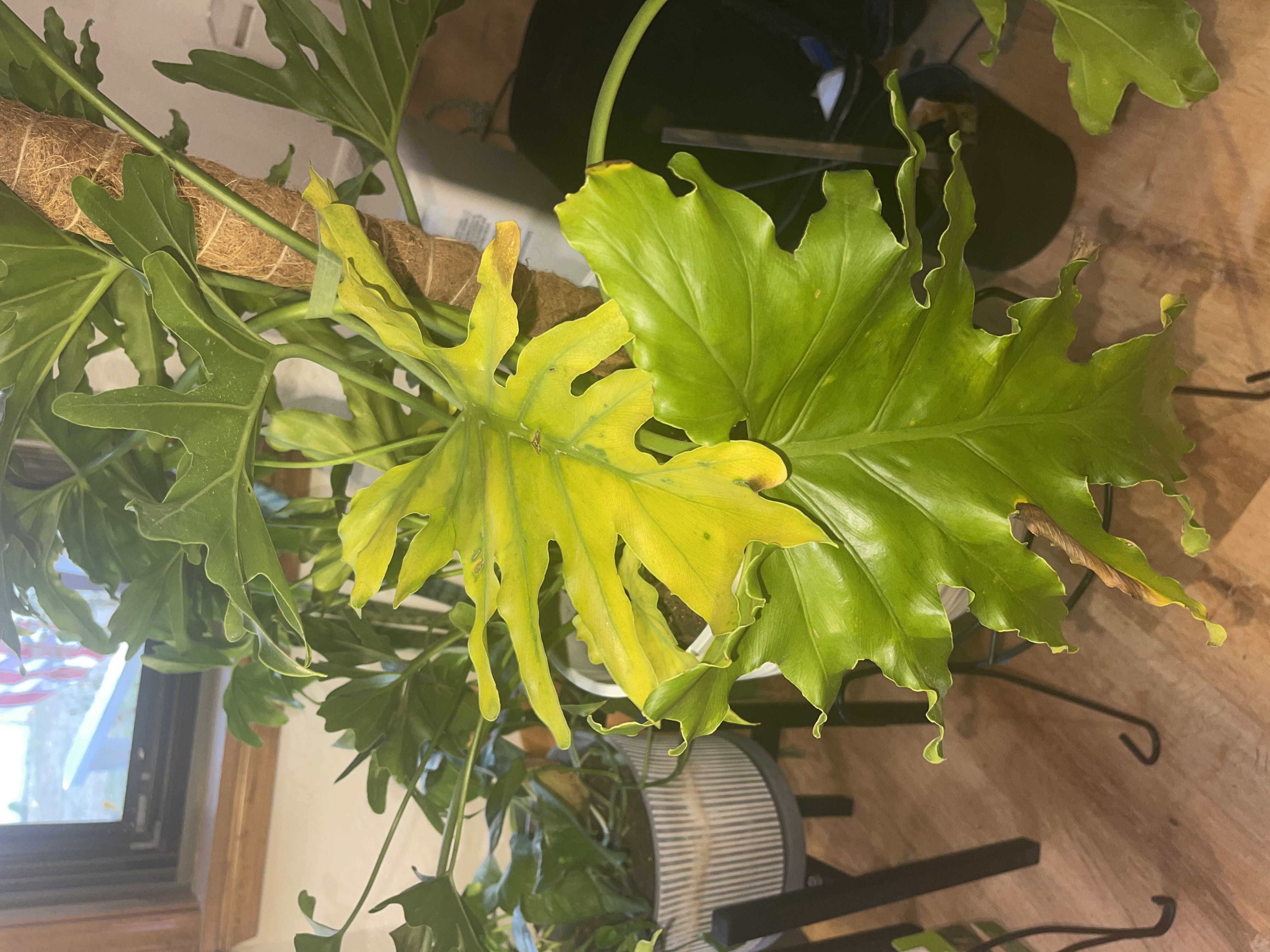 4 Essential Indoor Philodendron selloum Care Routines 🪴