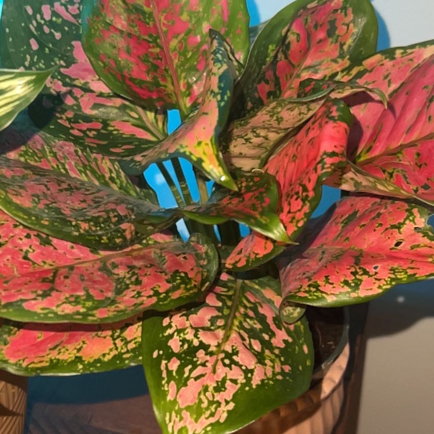 Aglaonema 'Ruby Ray' Plant Care: Water, Light, Nutrients | Greg App 🌱