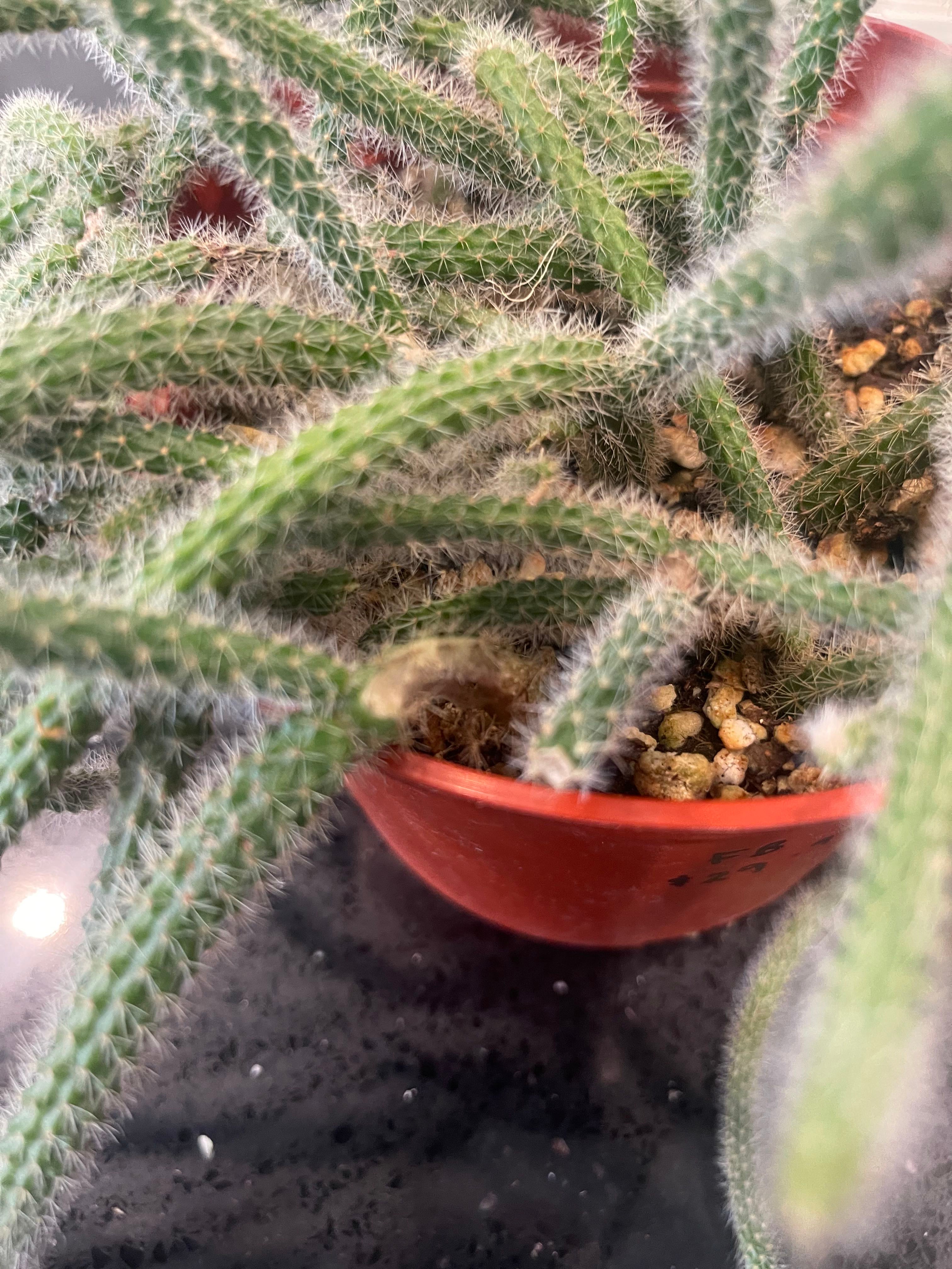 🌵 10 Do's and Don'ts of Growing Rat Tail Cactus