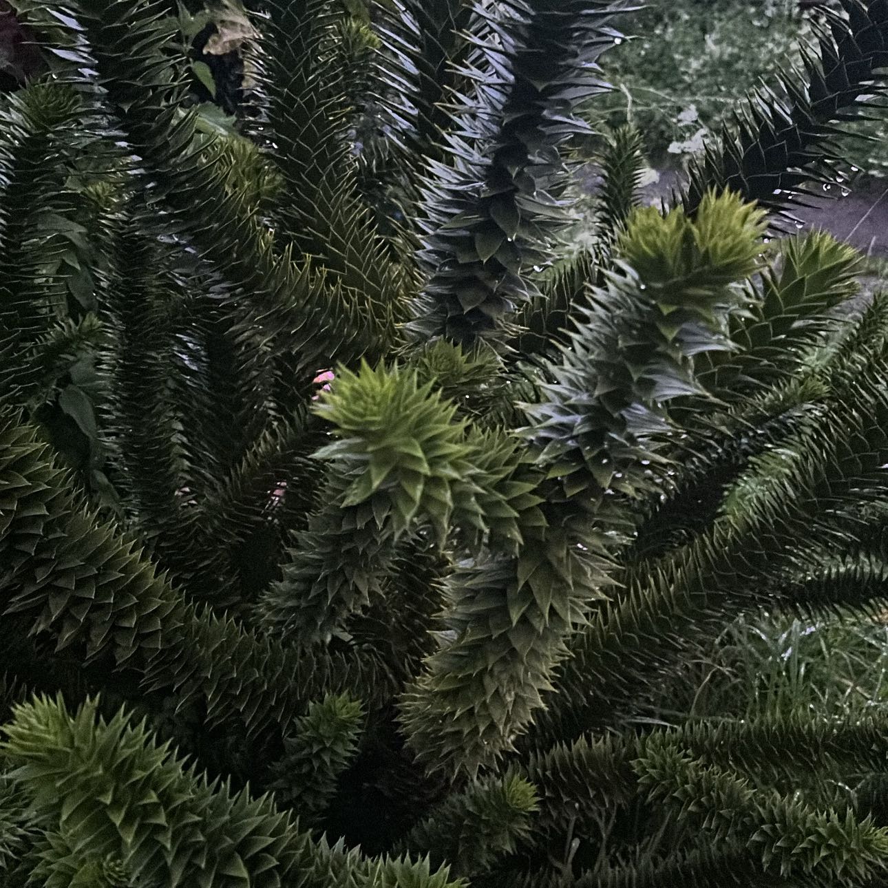 🐒 When and Where Should I Trim My Monkey Puzzle Tree?
