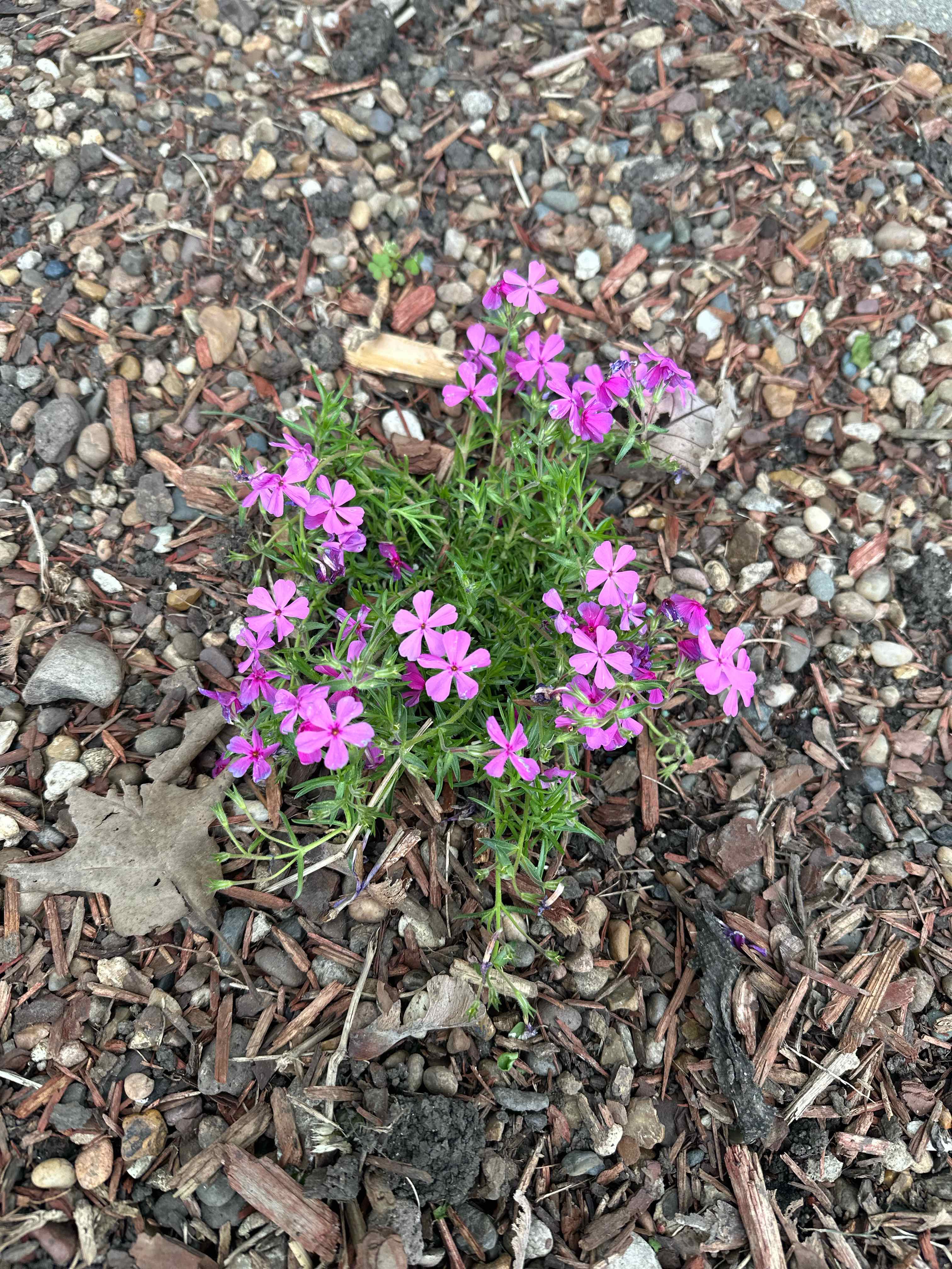 What Do Moss Phlox Flowers Mean?