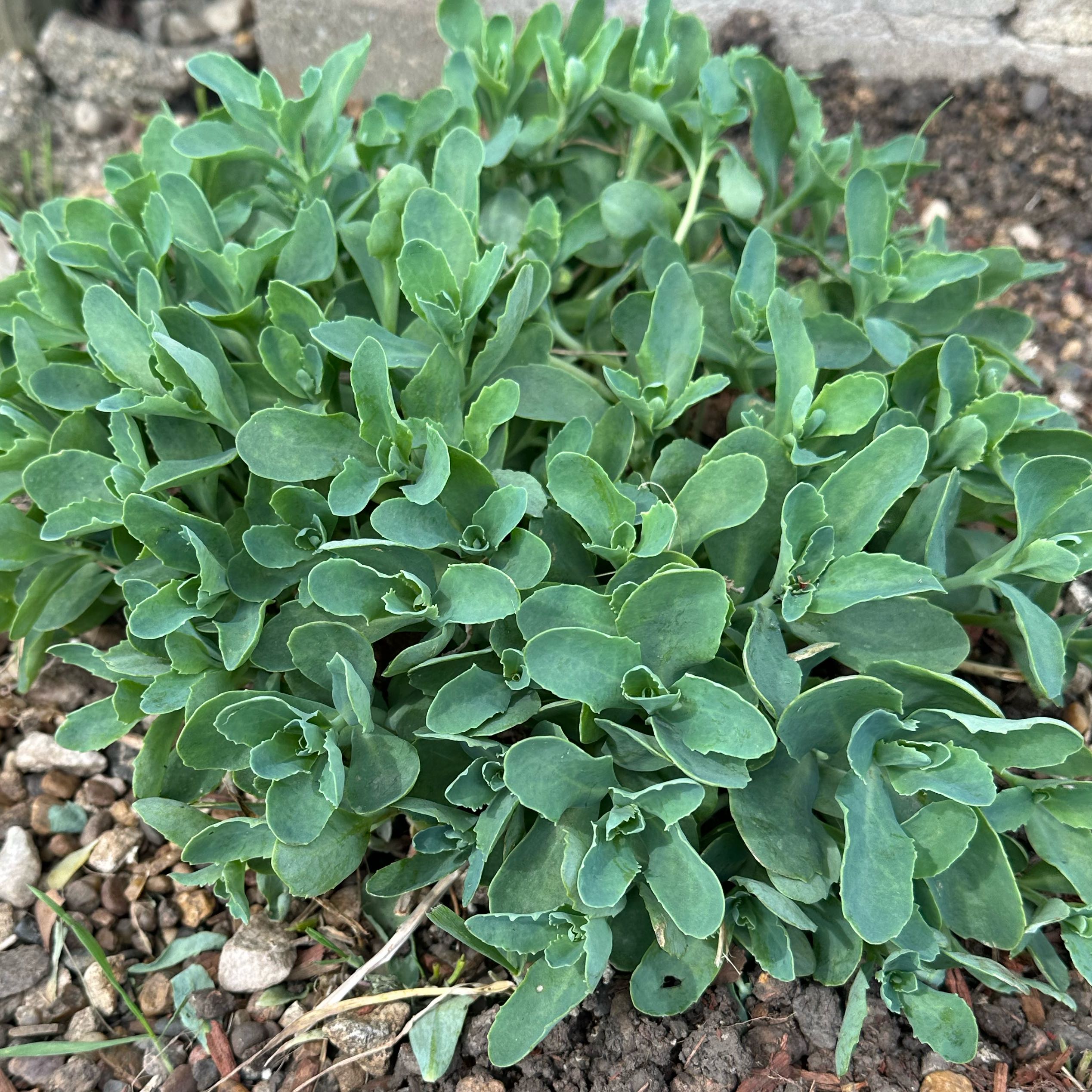 💧 Why Are My Orpine Leaves Droopy?