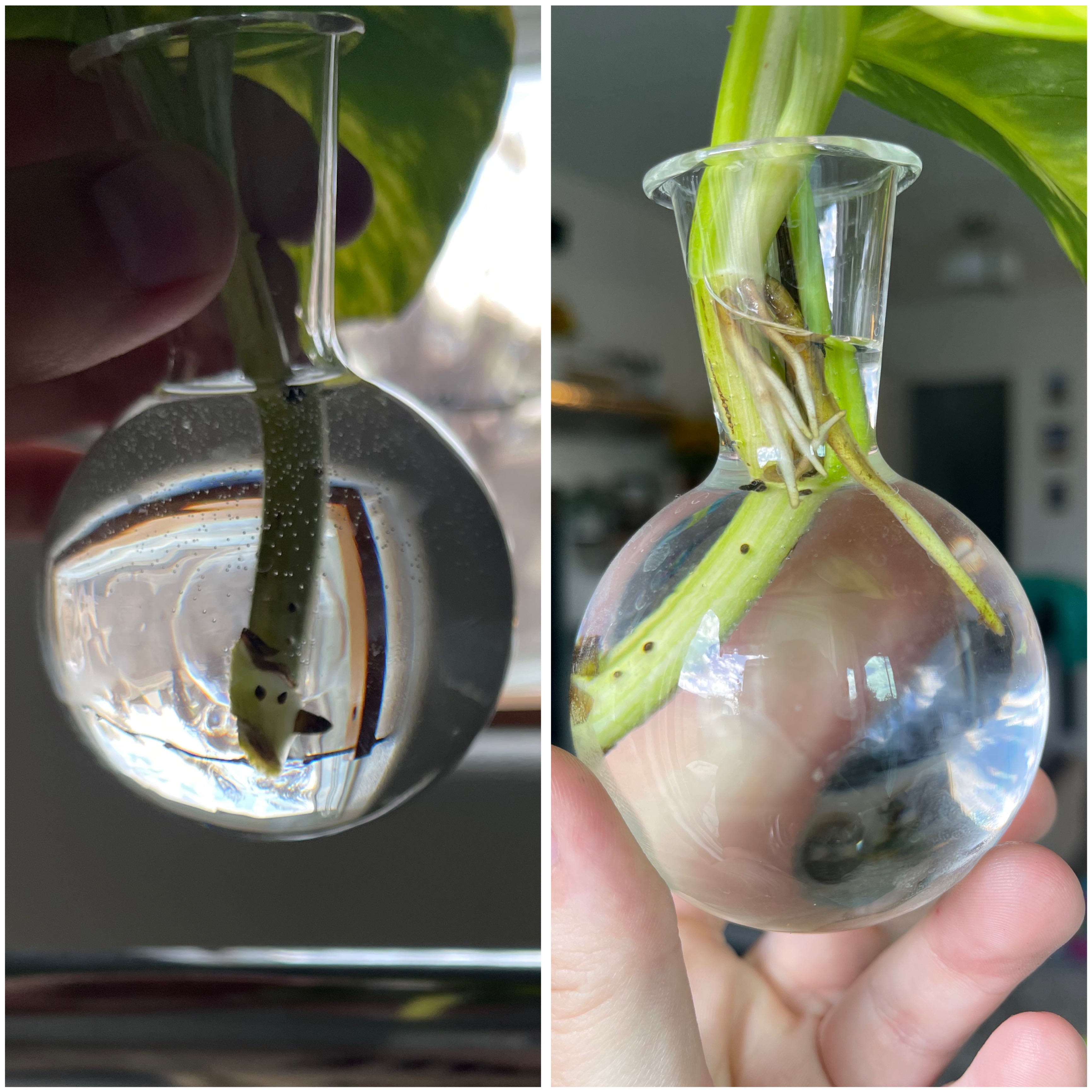 Keep Your Golden Pothos Alive: Light, Water & Care Instructions