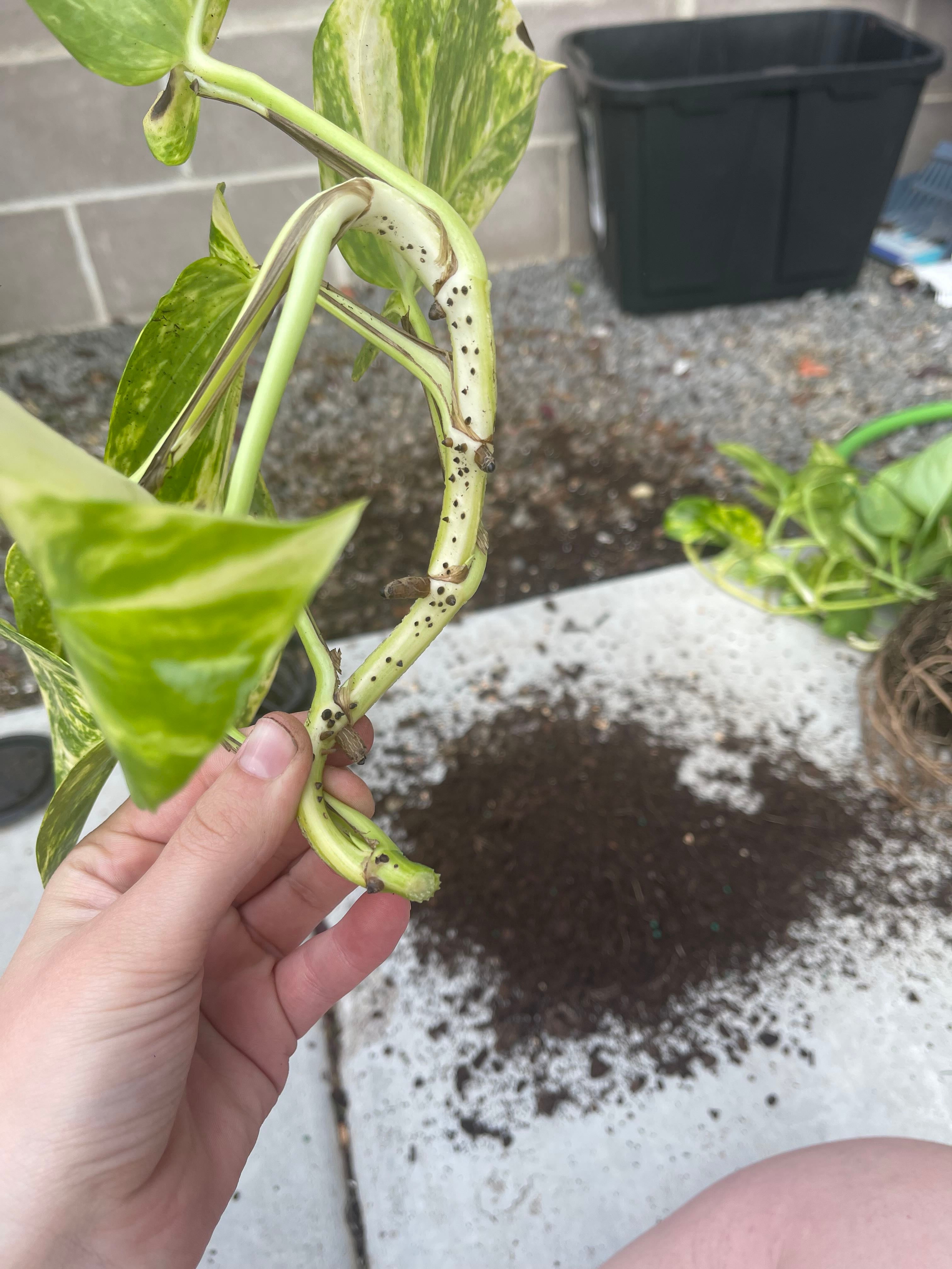 Keep Your Golden Pothos Alive: Light, Water & Care Instructions