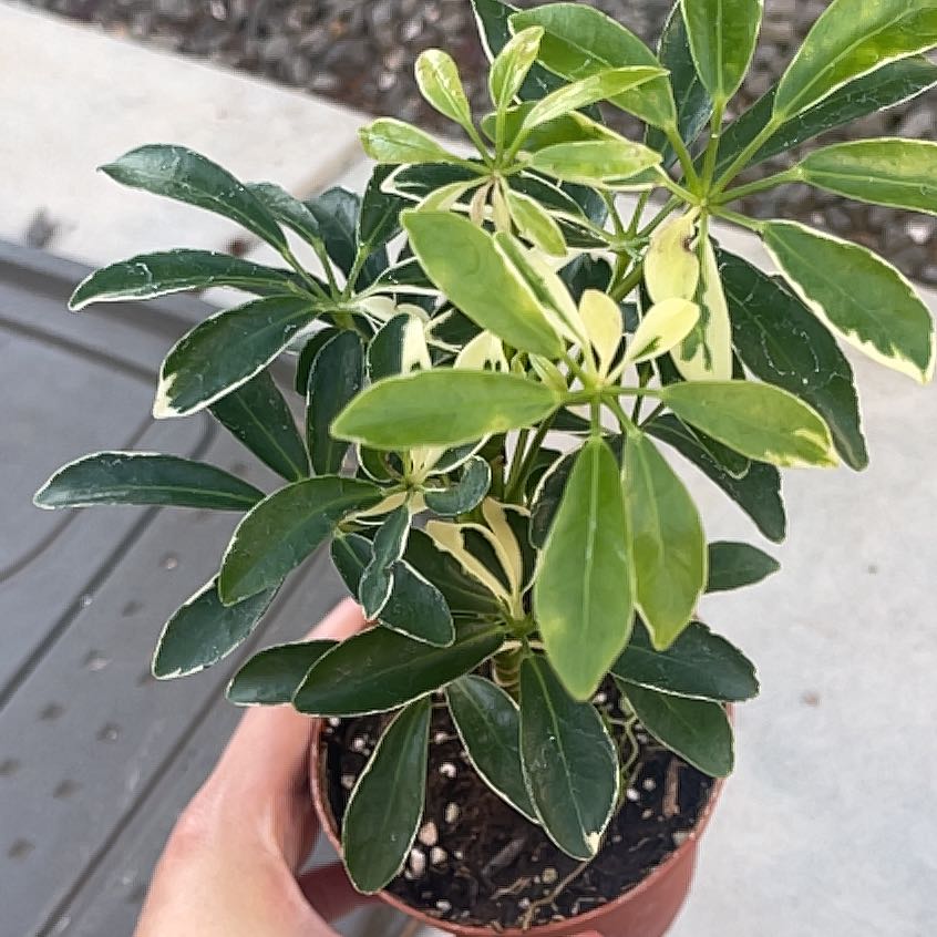 Moondrop Dwarf Umberlla Tree Plant Care: Water, Light, Nutrients | Greg ...