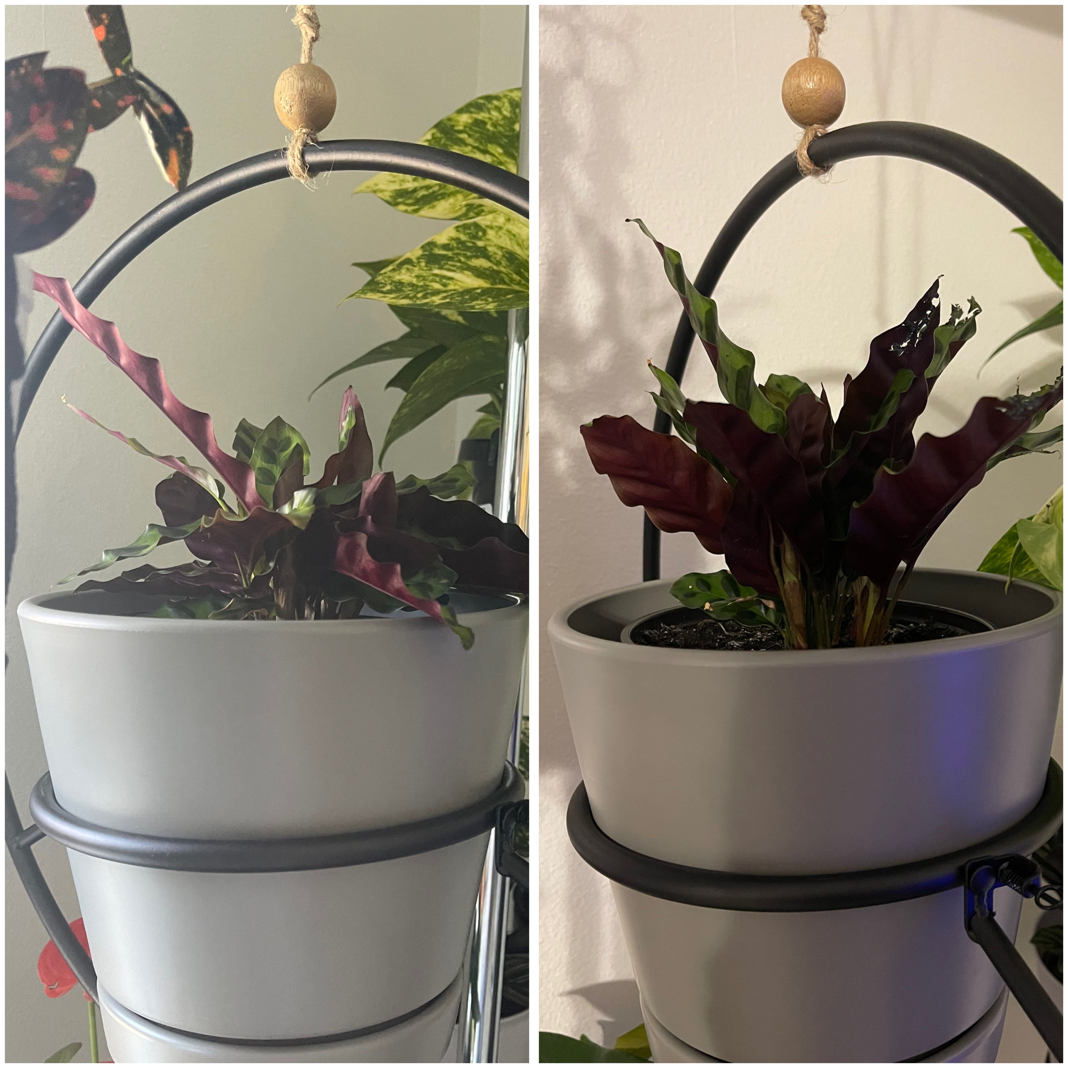 🐍 5 Key Aspects of Rattlesnake Plant Size