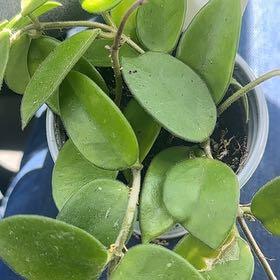 The Complete Hoya 'Chouke' Plant Care Guide: Water, Light & Beyond