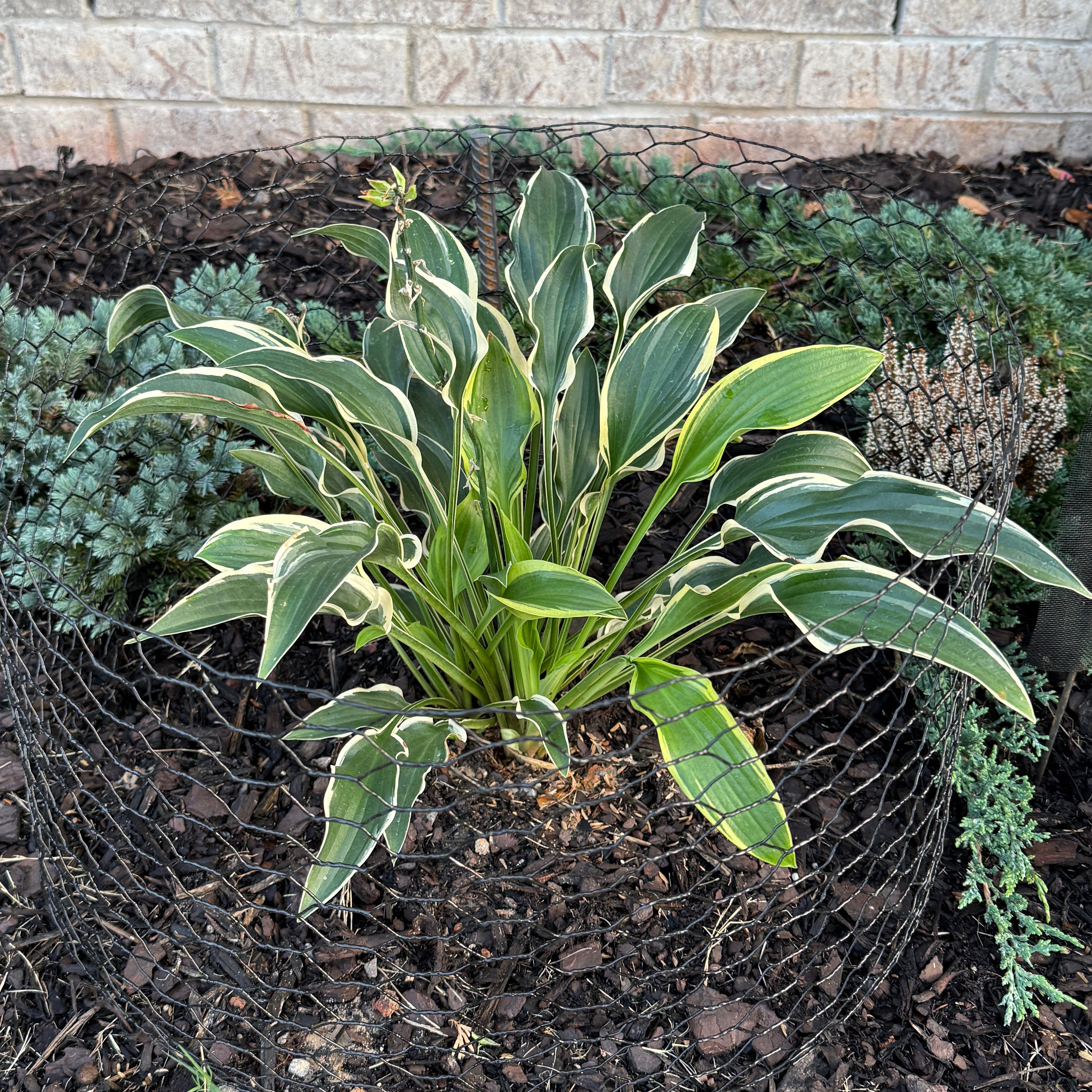 Hosta 'Libby' Plant Care: Water, Light, Nutrients | Greg App 🌱