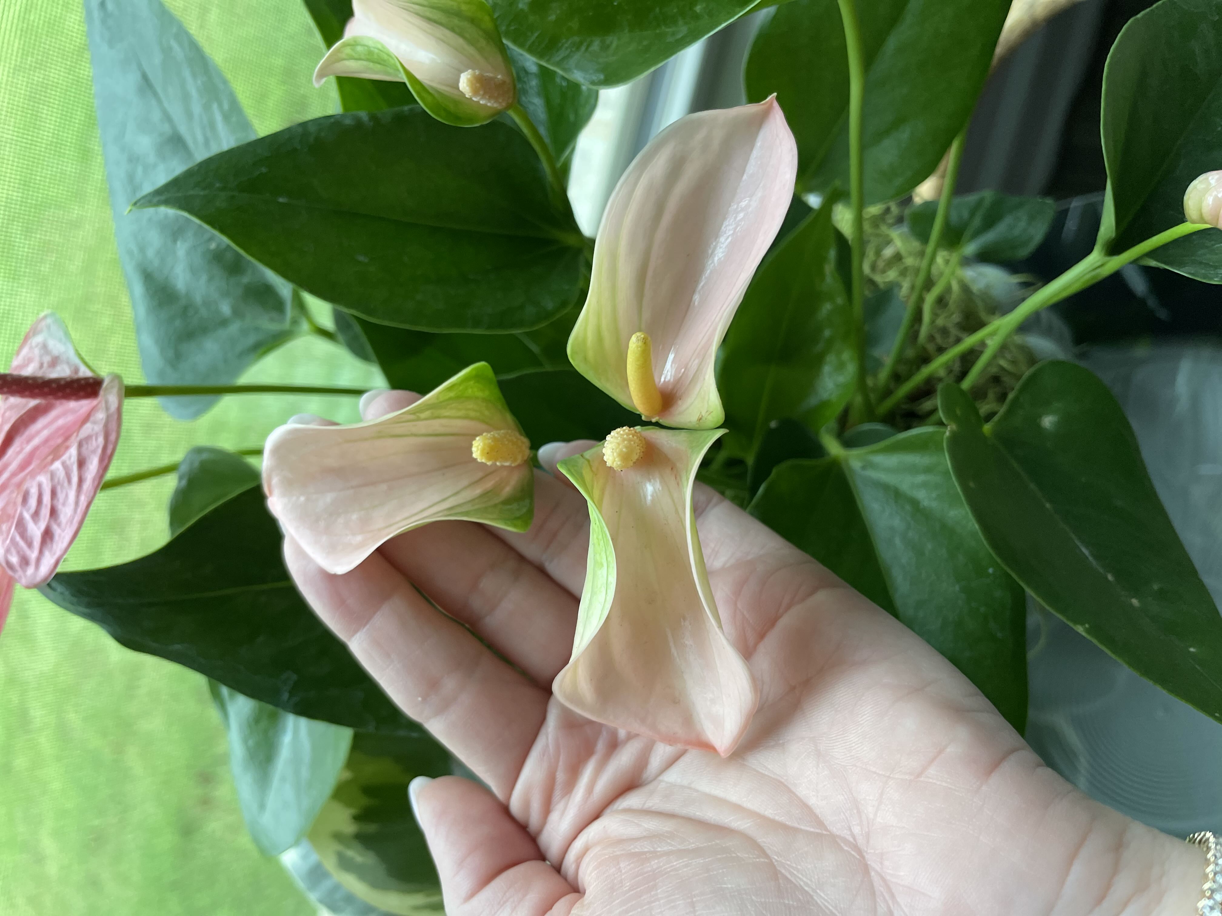 Anthurium 'Joli Peach' Plant Care: Water, Light, Nutrients | Greg App 🌱