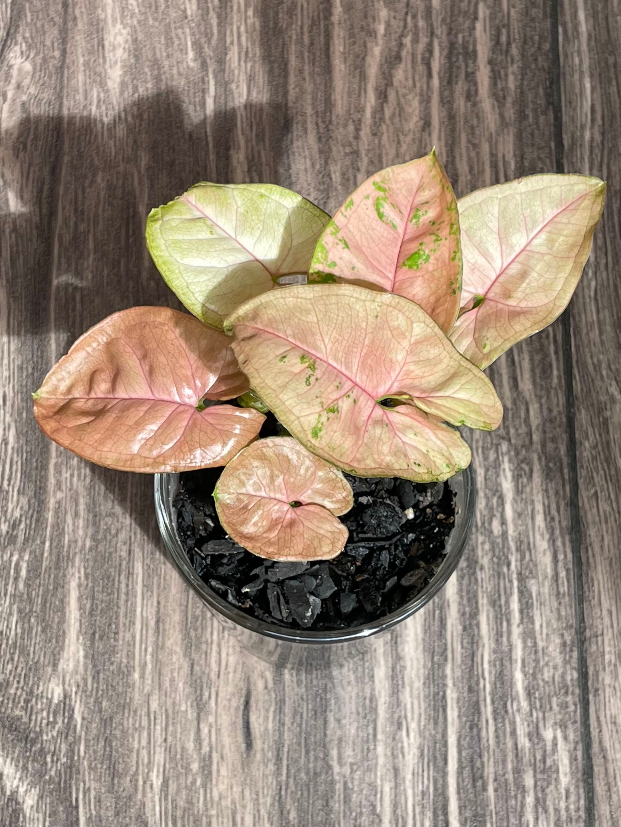 Black Spots on My Syngonium 'Maria' Leaves