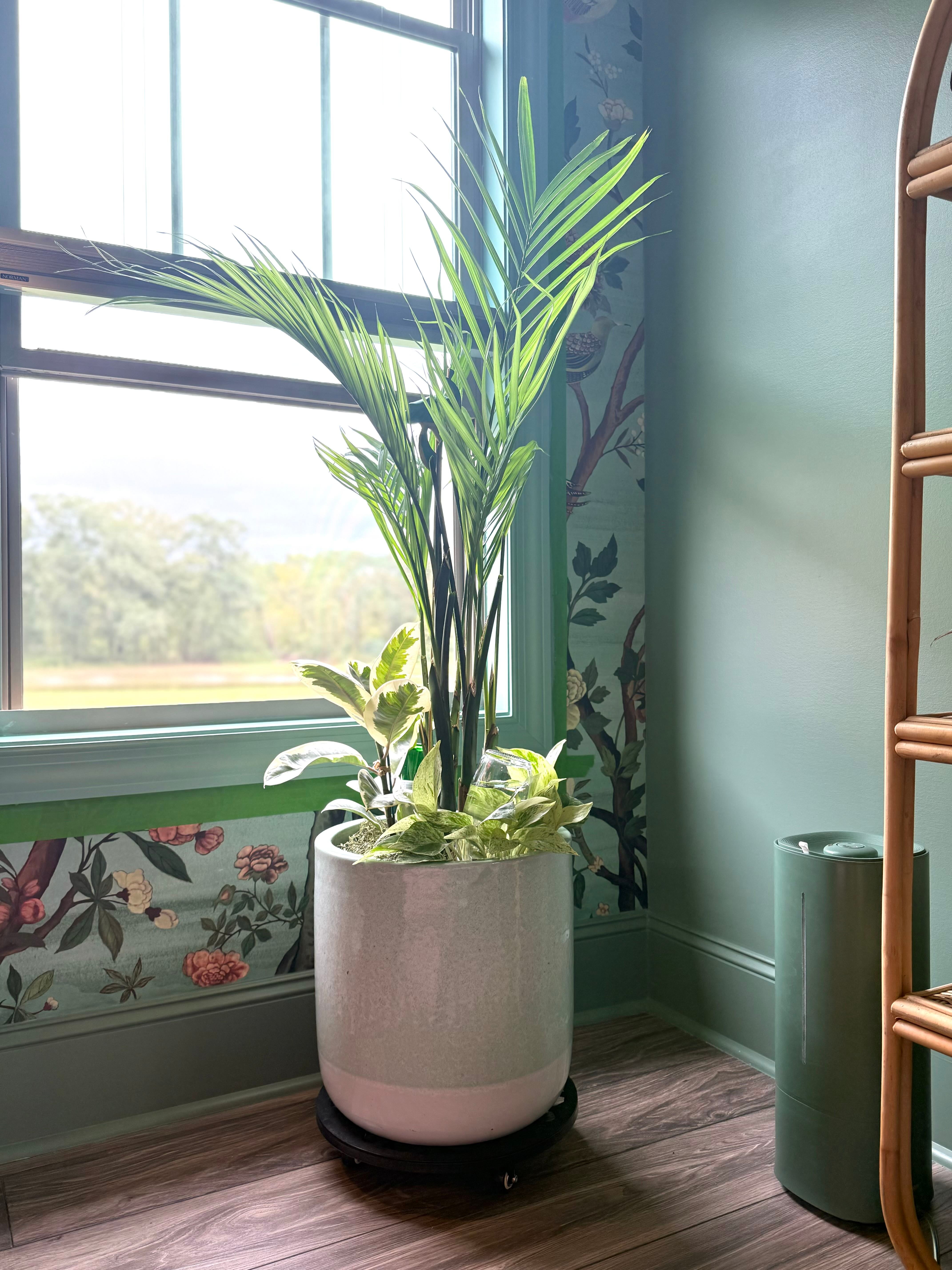 The Complete Baby Queen Palm Plant Care Guide: Water, Light & Beyond