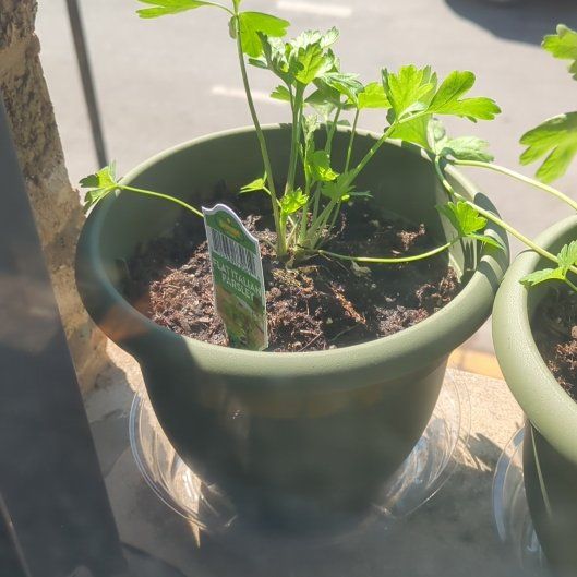 Elvis Parsley | A plant by @SmartHogpeanut on Greg