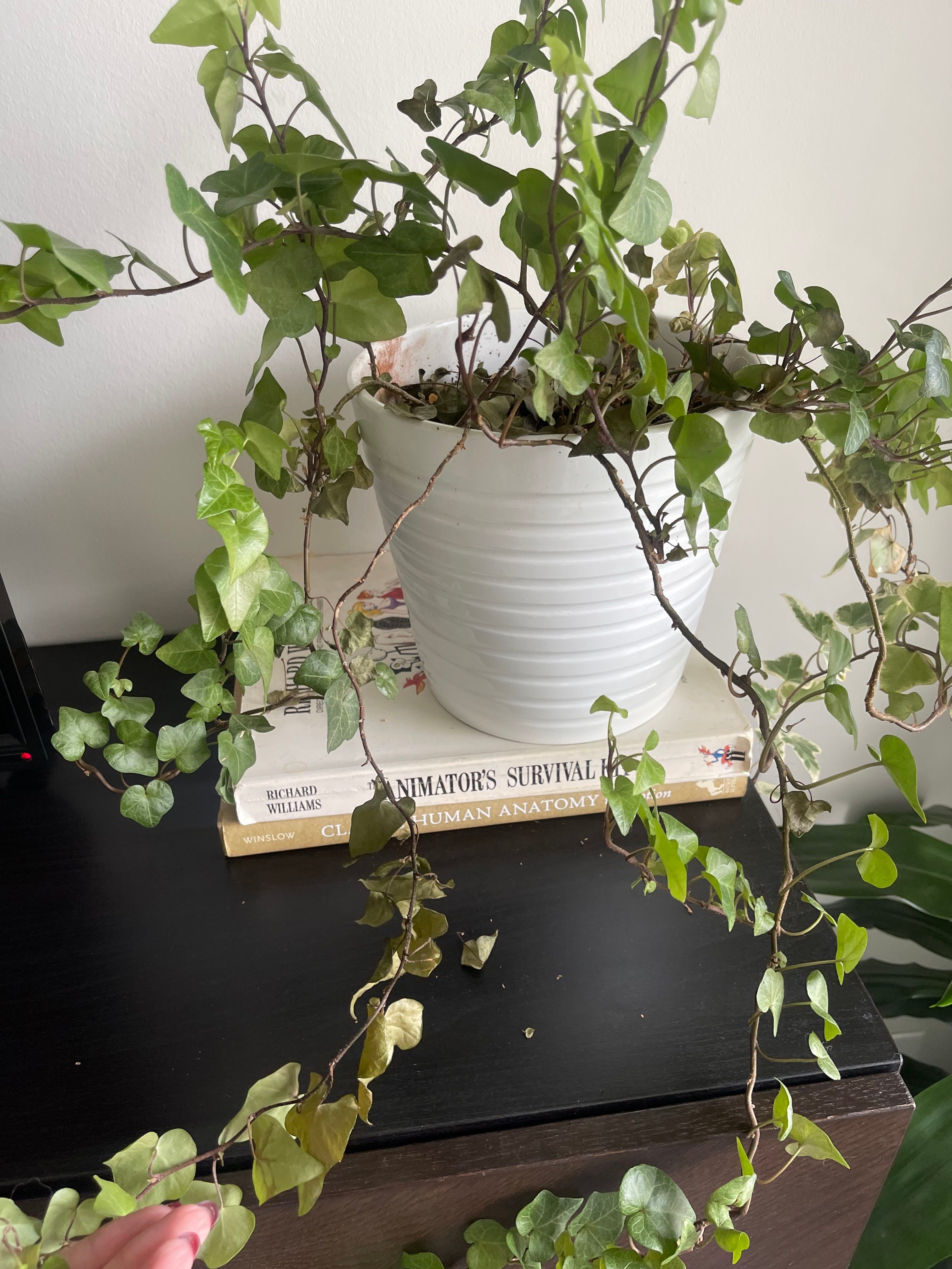 How to Care for English Ivy: Mastering Water, Sunlight & More