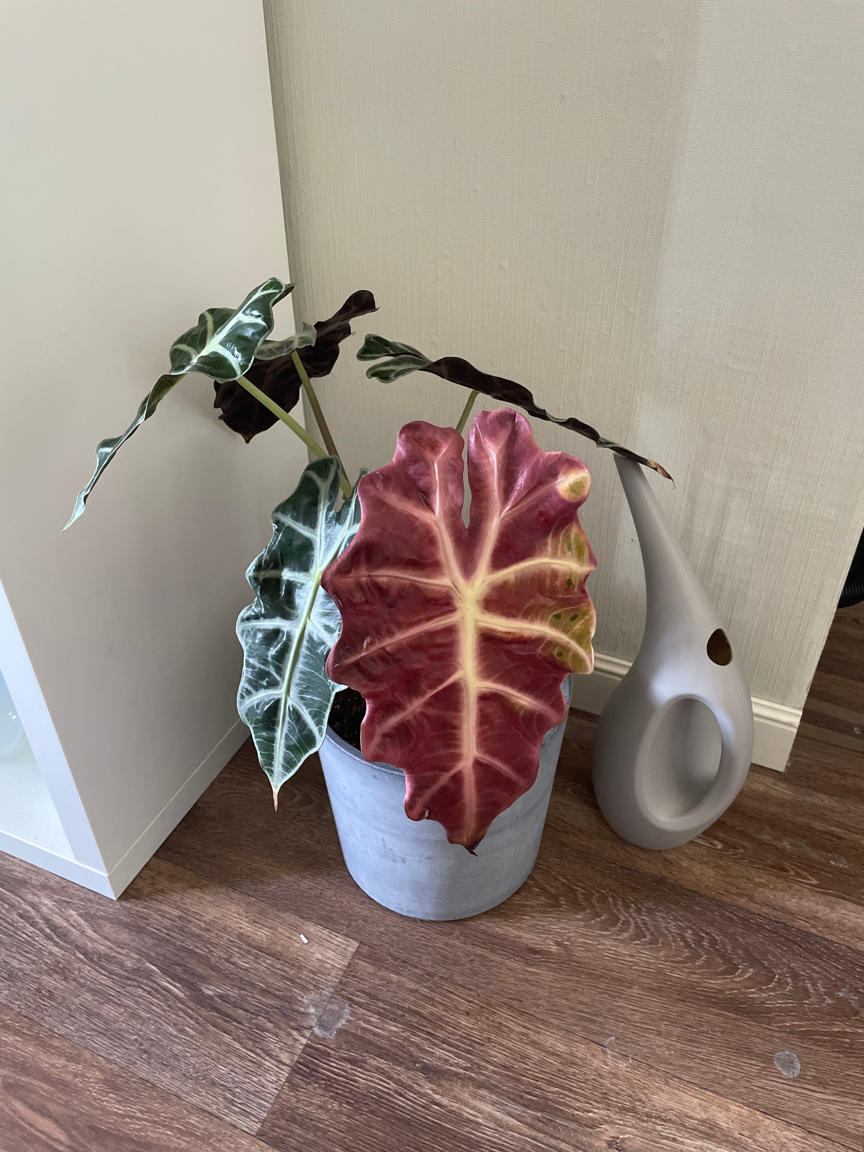 How to Care for Alocasia Polly Plant: Mastering Water, Sunlight & More