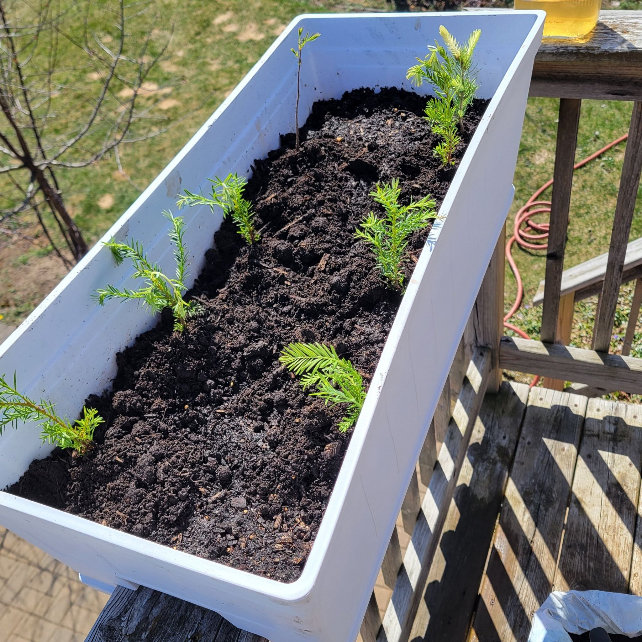 How Can You Tell If A Coast Redwood Is Dying?