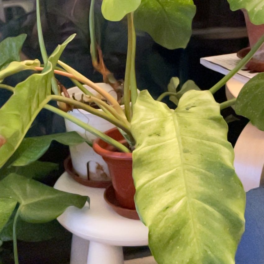 The Complete Philodendron 'Snow Drift' Plant Care Guide: Water, Light ...