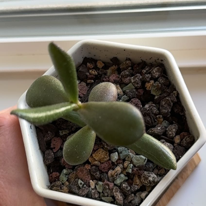 Achilles | A plant by @NaturallyPapaya on Greg