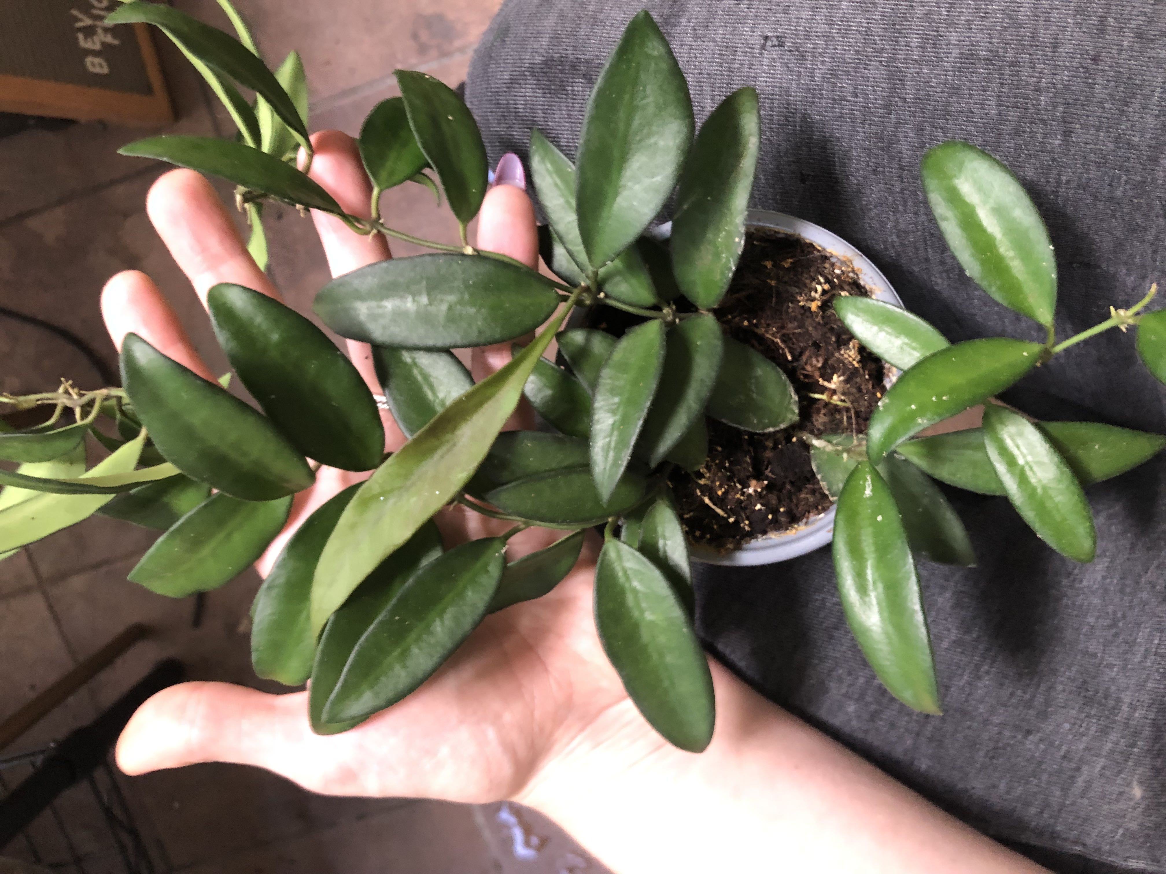 Hoya Chinghungensis Care 101: Water, Light & Growing Tips