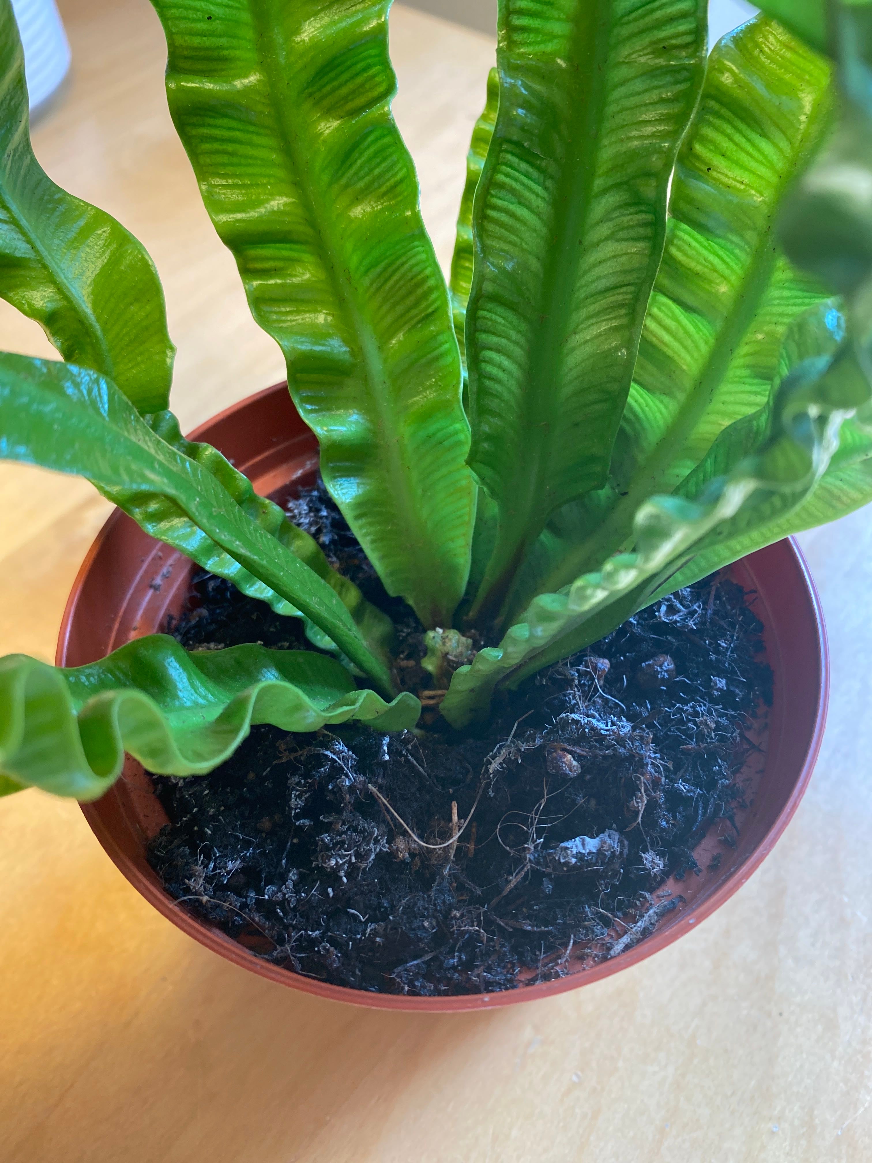 Crispy Wave Fern Care 101: Water, Light & Growing Tips