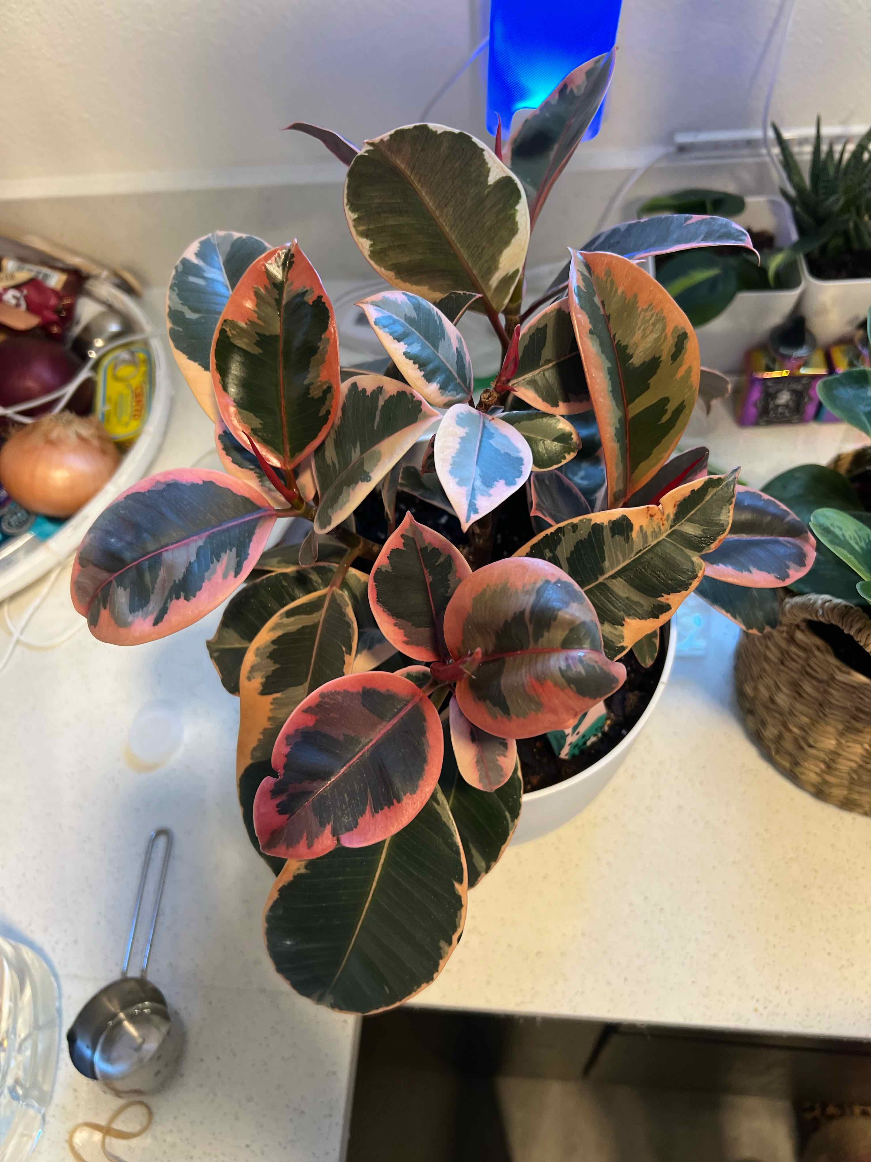 Tricolor Rubber Tree Care 101: Water, Light & Growing Tips