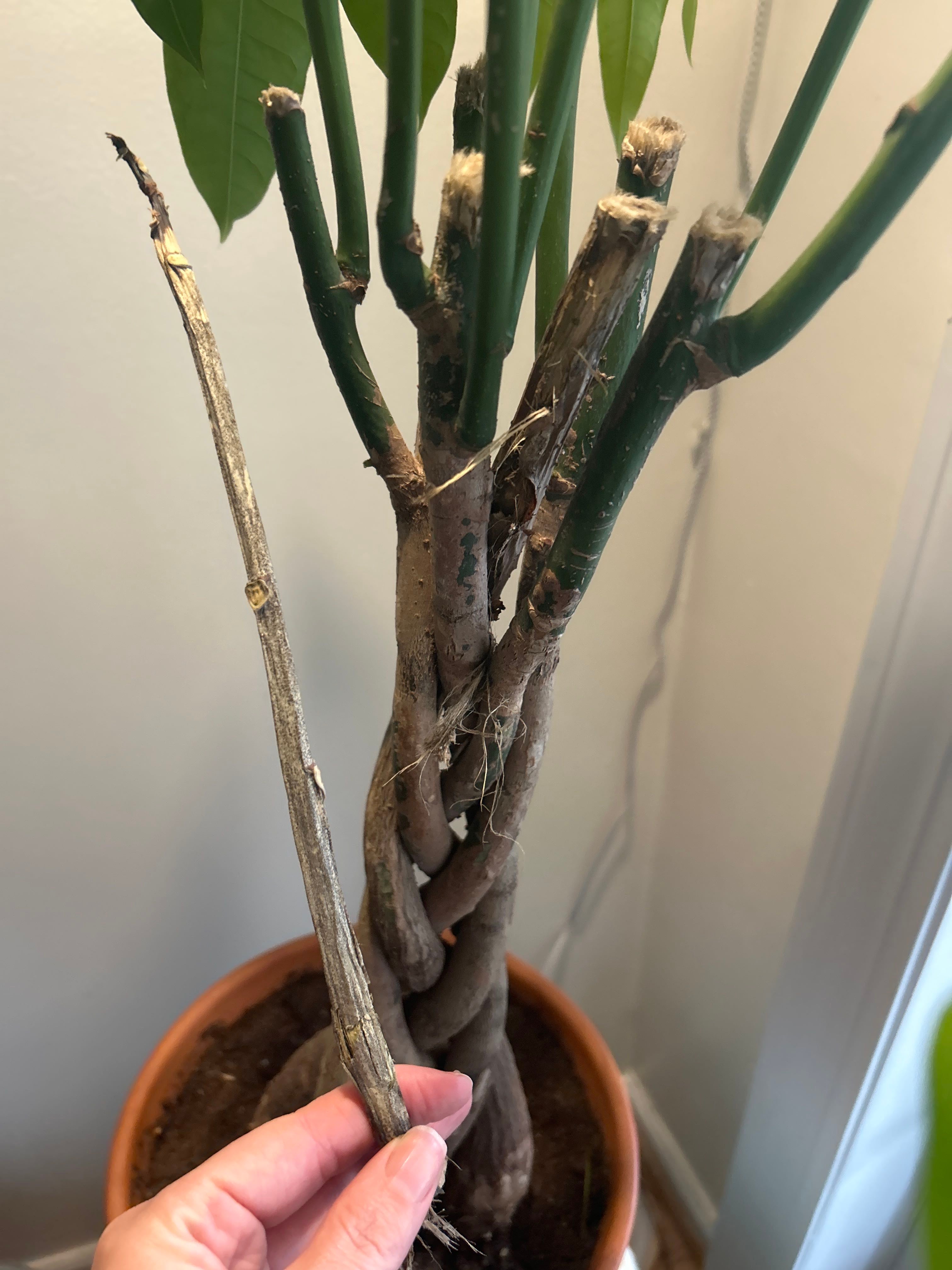 The Meaning of Money Tree Plant Flowers 💰