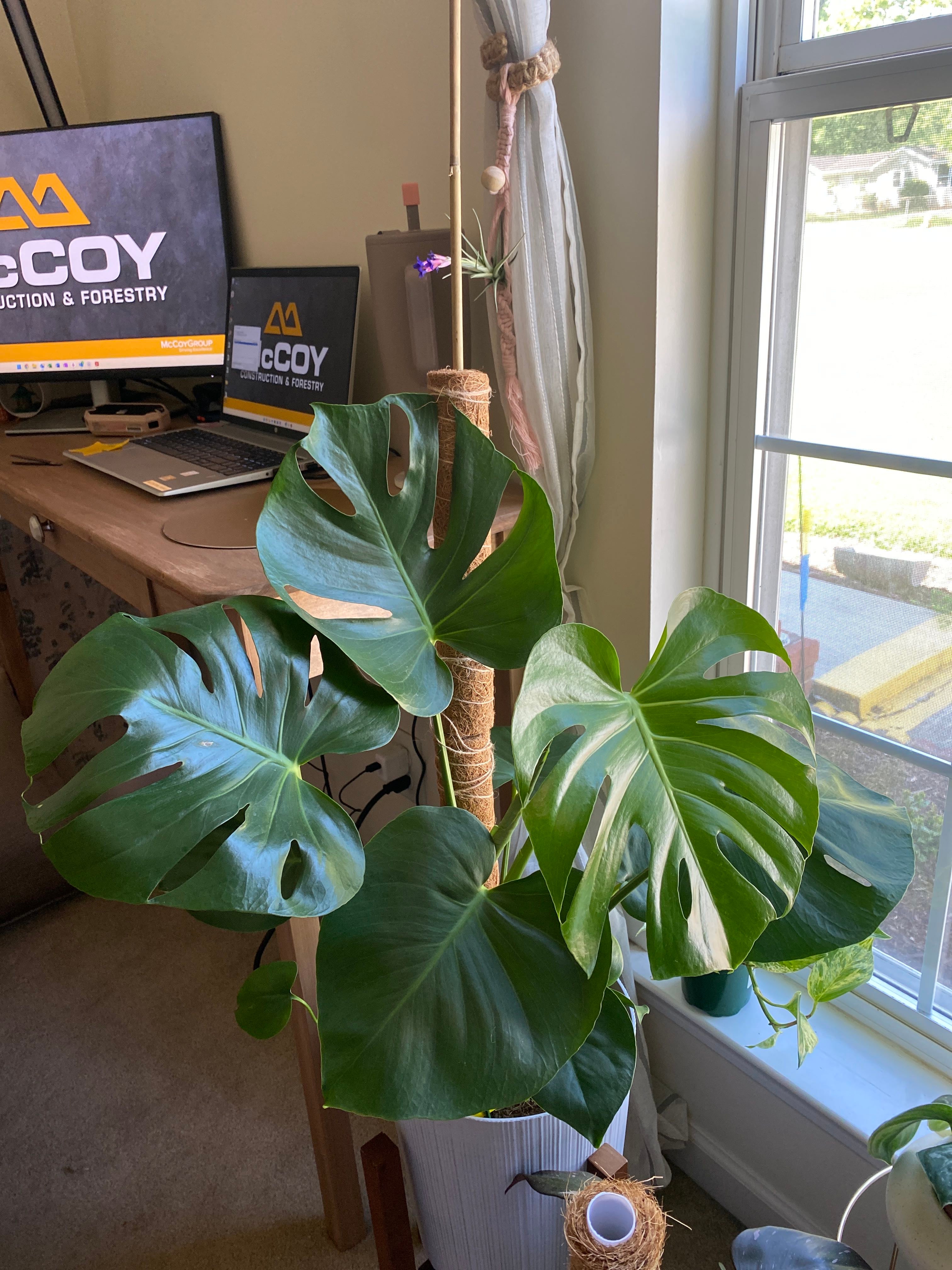 Monstera pinnatipartita 'Siam' Plant Care: Water, Light, Nutrients ...