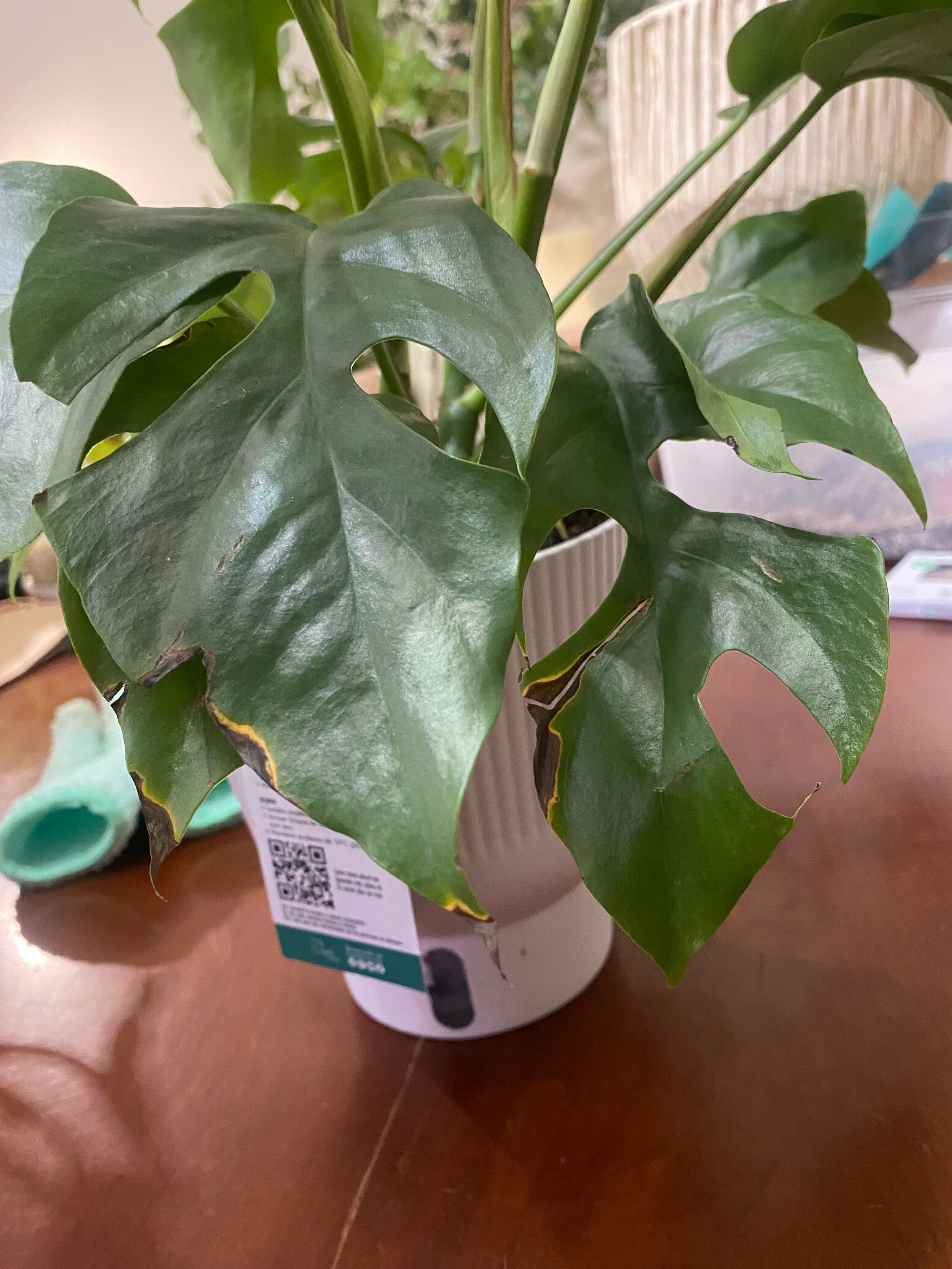Mini Monstera Plant Care: Water, Light, Nutrients | Greg App 🌱
