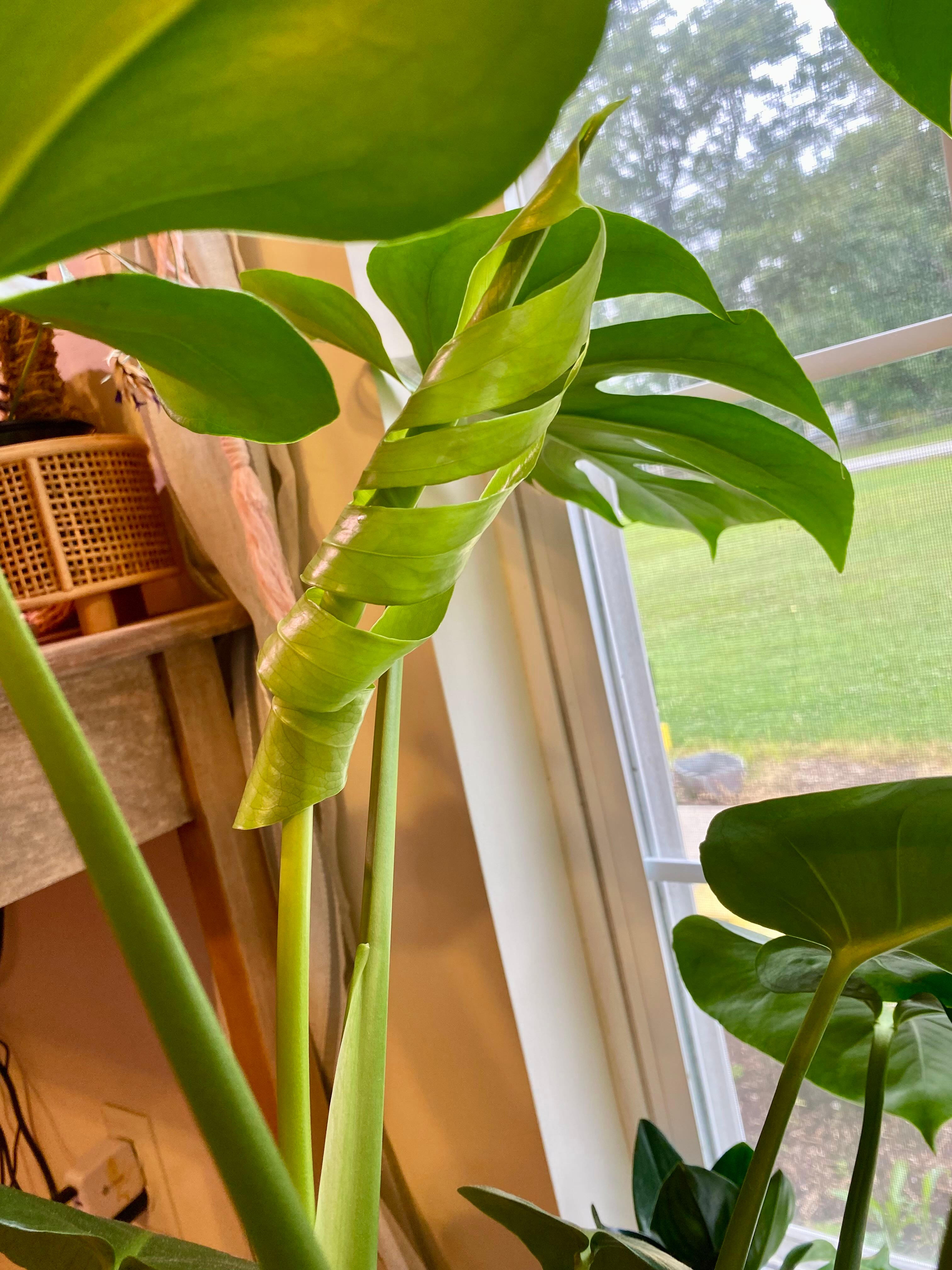Monstera Care 101: Water, Light & Growing Tips