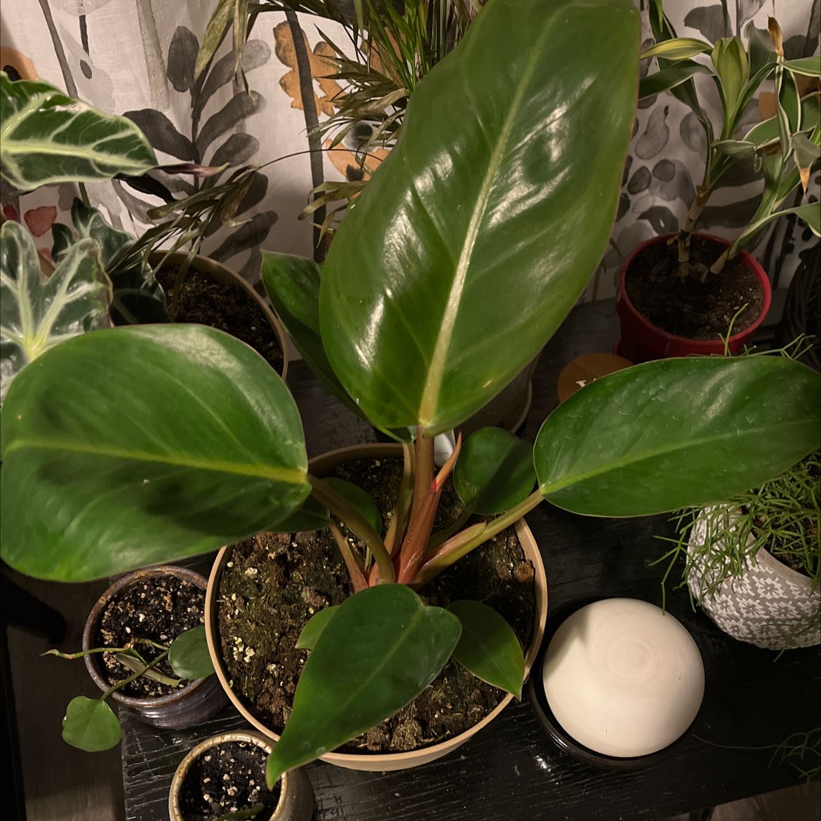 🌡 What Temperature Does My Blushing Philodendron Need?