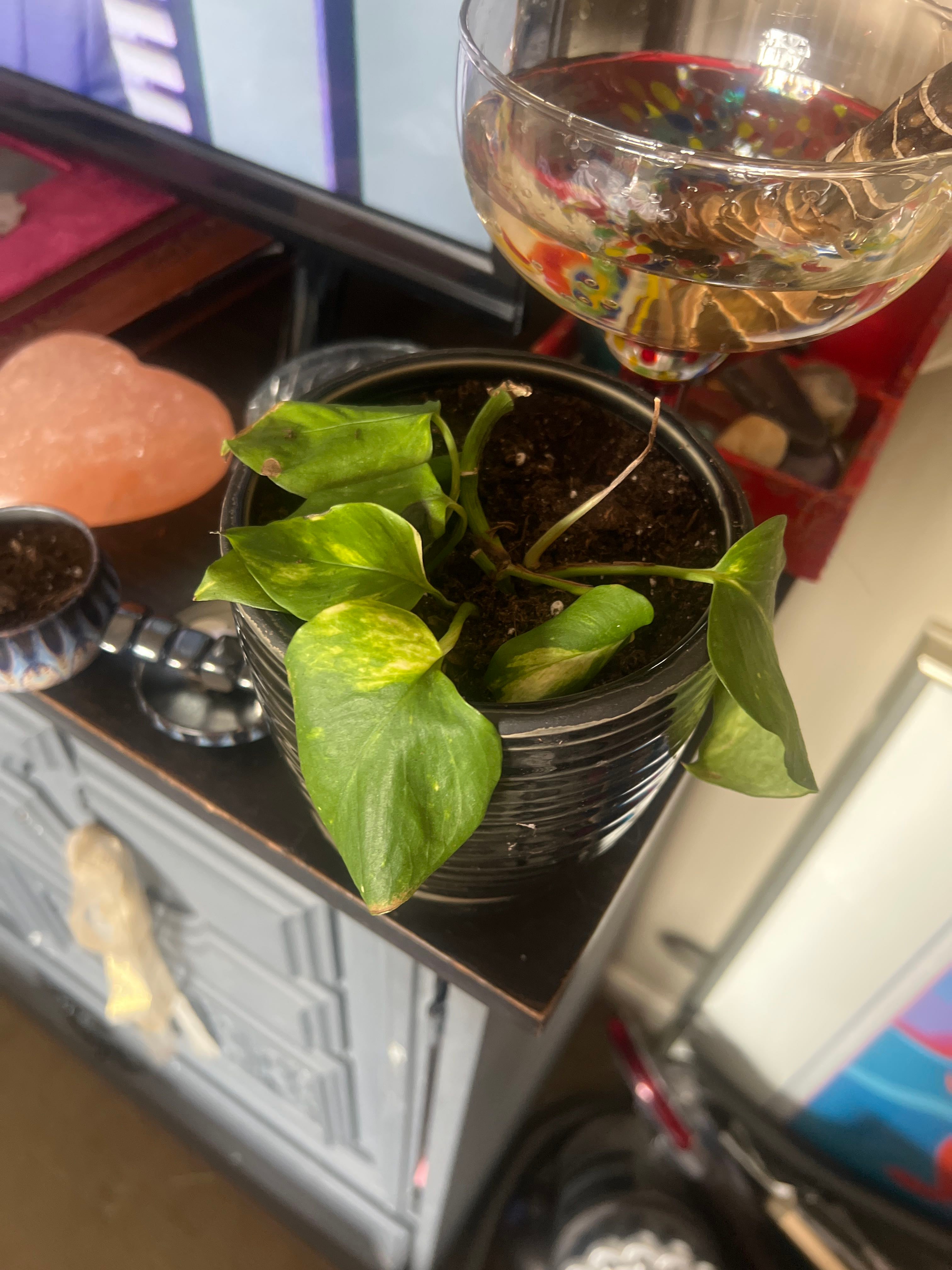The Complete Golden Pothos Plant Care Guide: Water, Light & Beyond