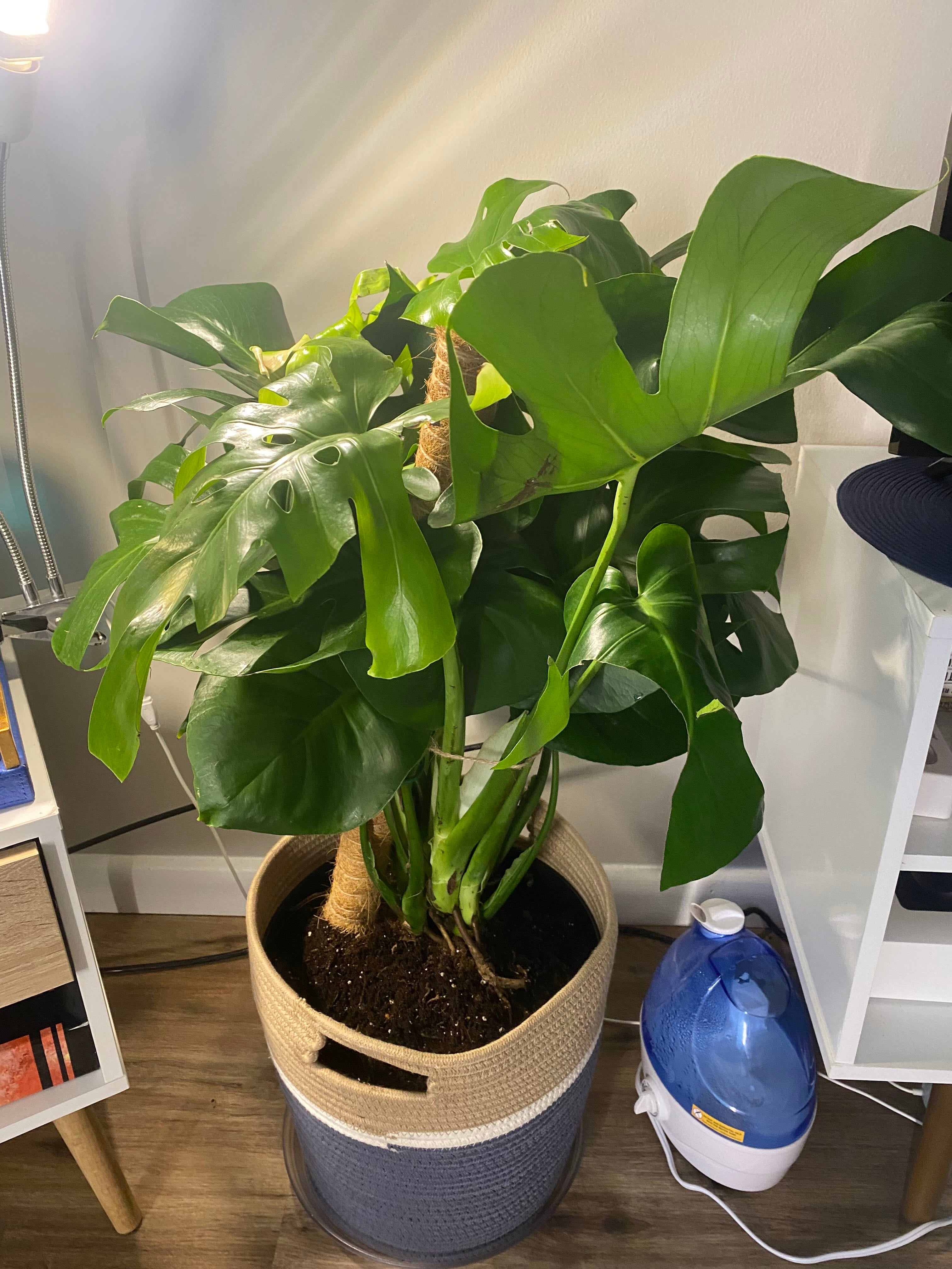 Monstera monkey leaf Plant Care: Water, Light, Nutrients | Greg App 🌱