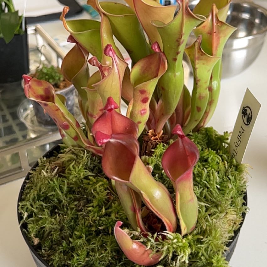 How to Care for Heliamphora nutans: Mastering Water, Sunlight & More