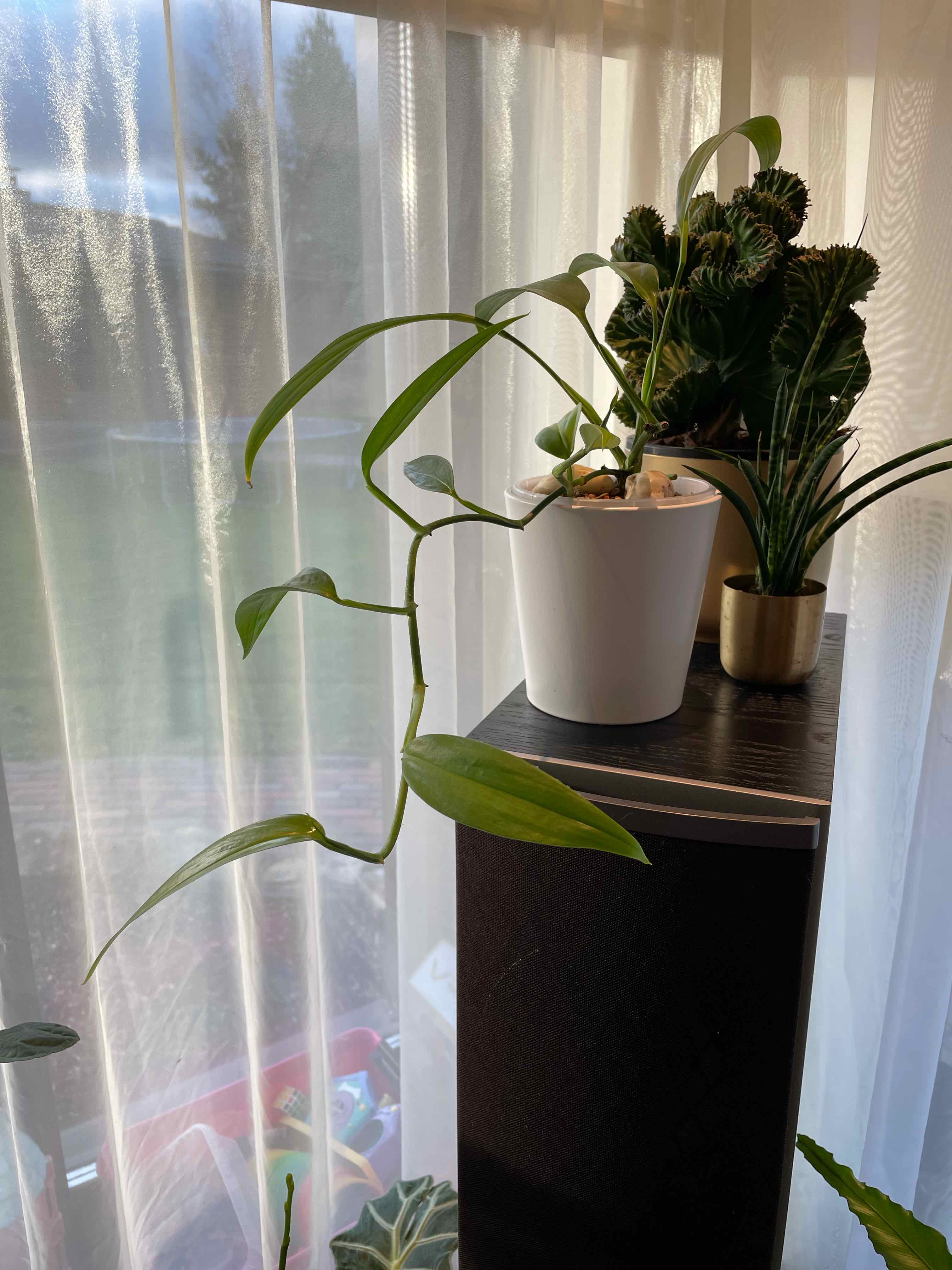 What Is A Good Temperature Range For My Pothos amplifolia?