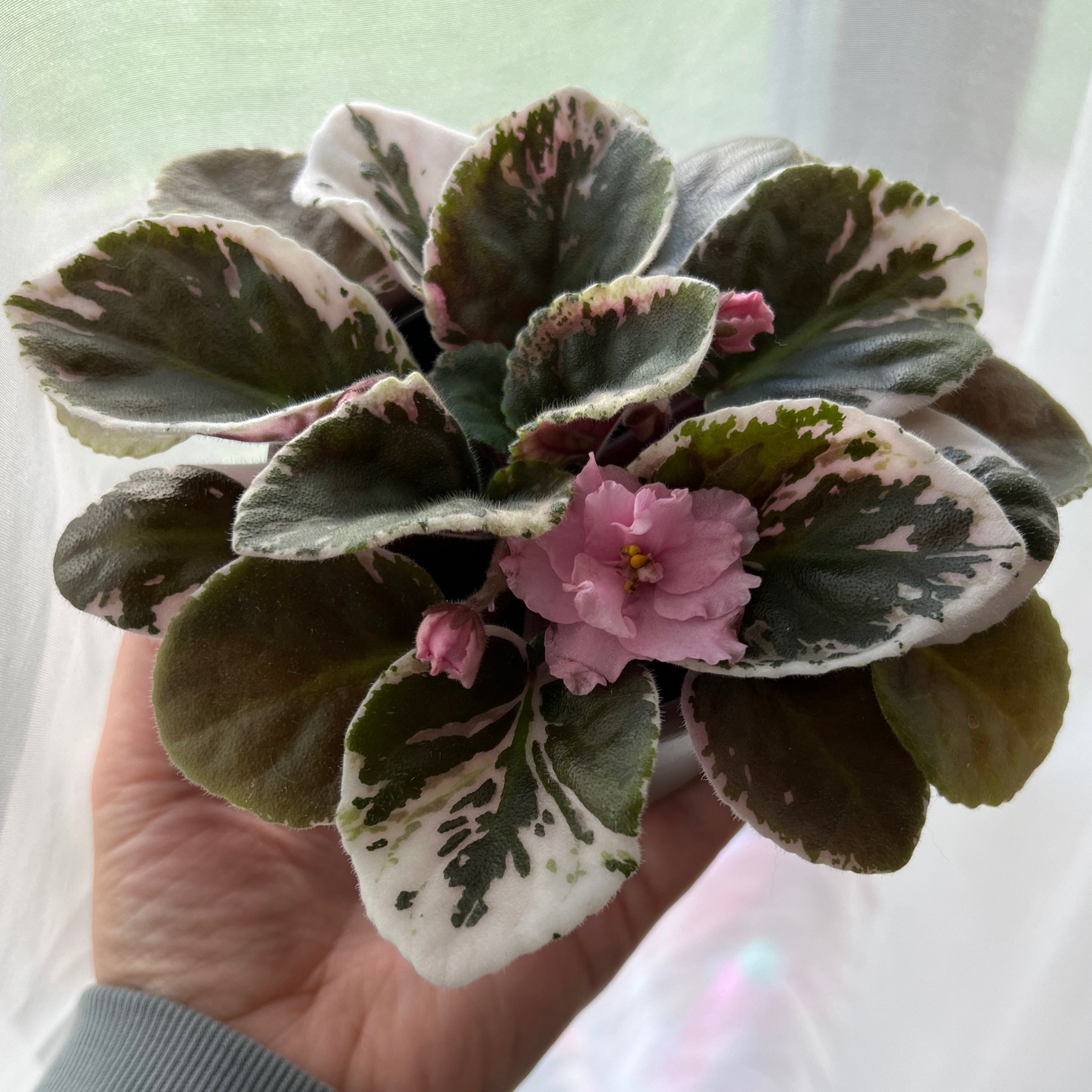 💧 Why Are My Kenyan Violet Leaves Droopy?