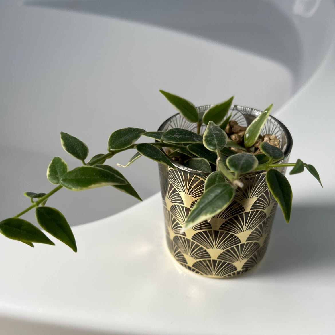 hoya macrophylla 'albomarginata' root rot Solutions