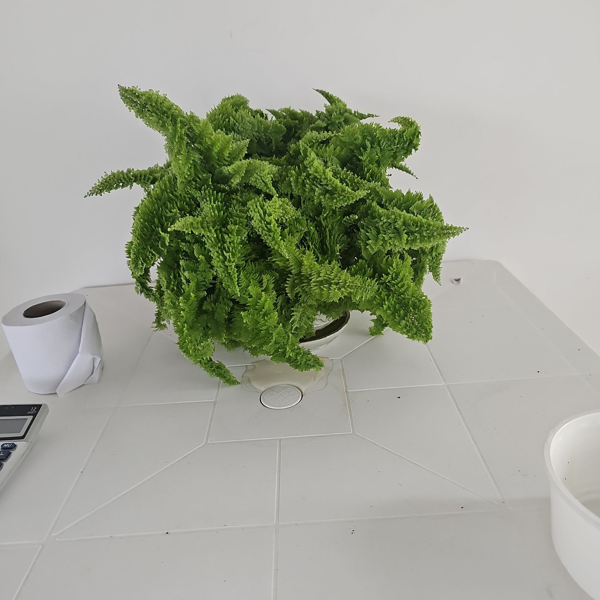 Marley | A plant by @PatientBluebean on Greg