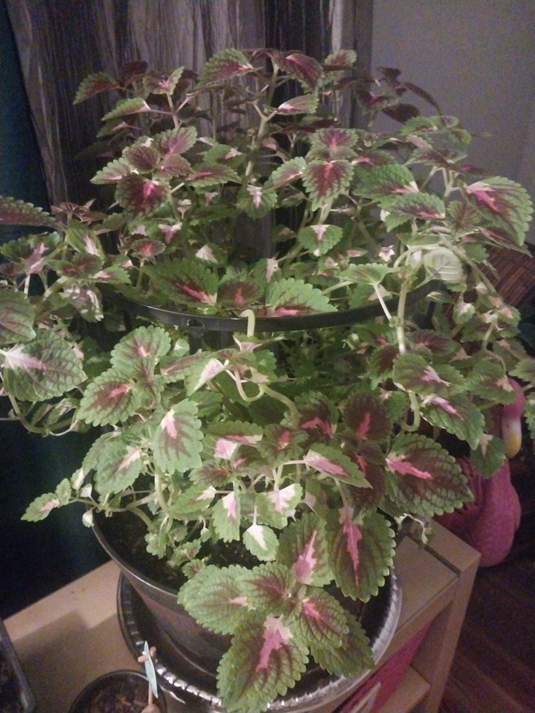 Mexican Mint Plant Care: Water, Light, Nutrients | Greg App 🌱