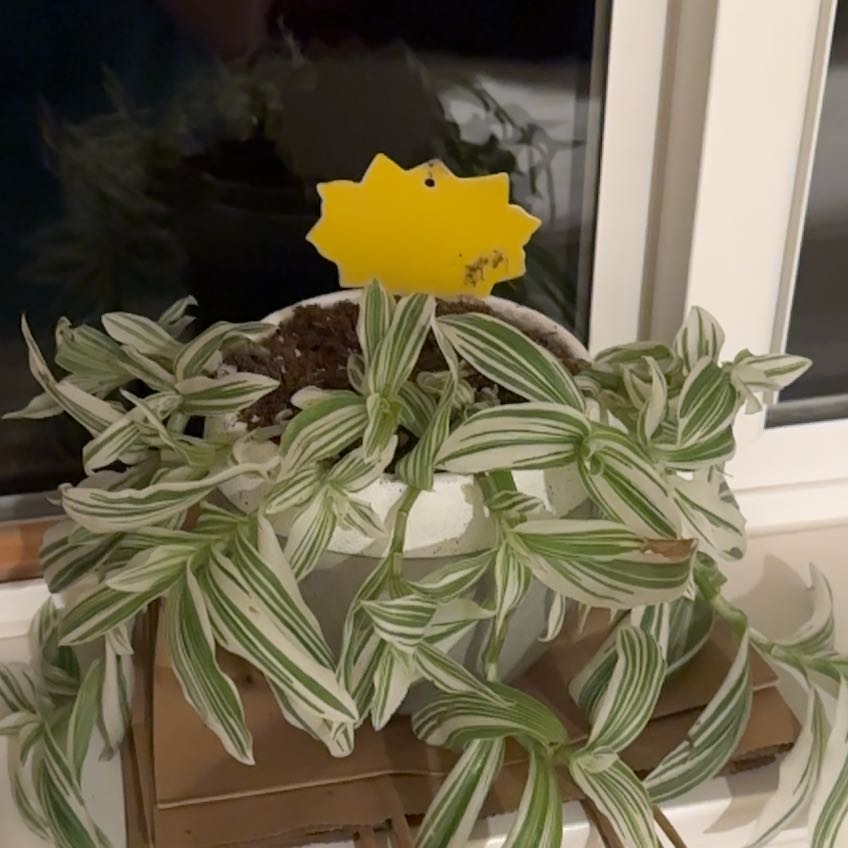 White Stripe Wandering Jew Plant Care: Water, Light, Nutrients | Greg App 🌱