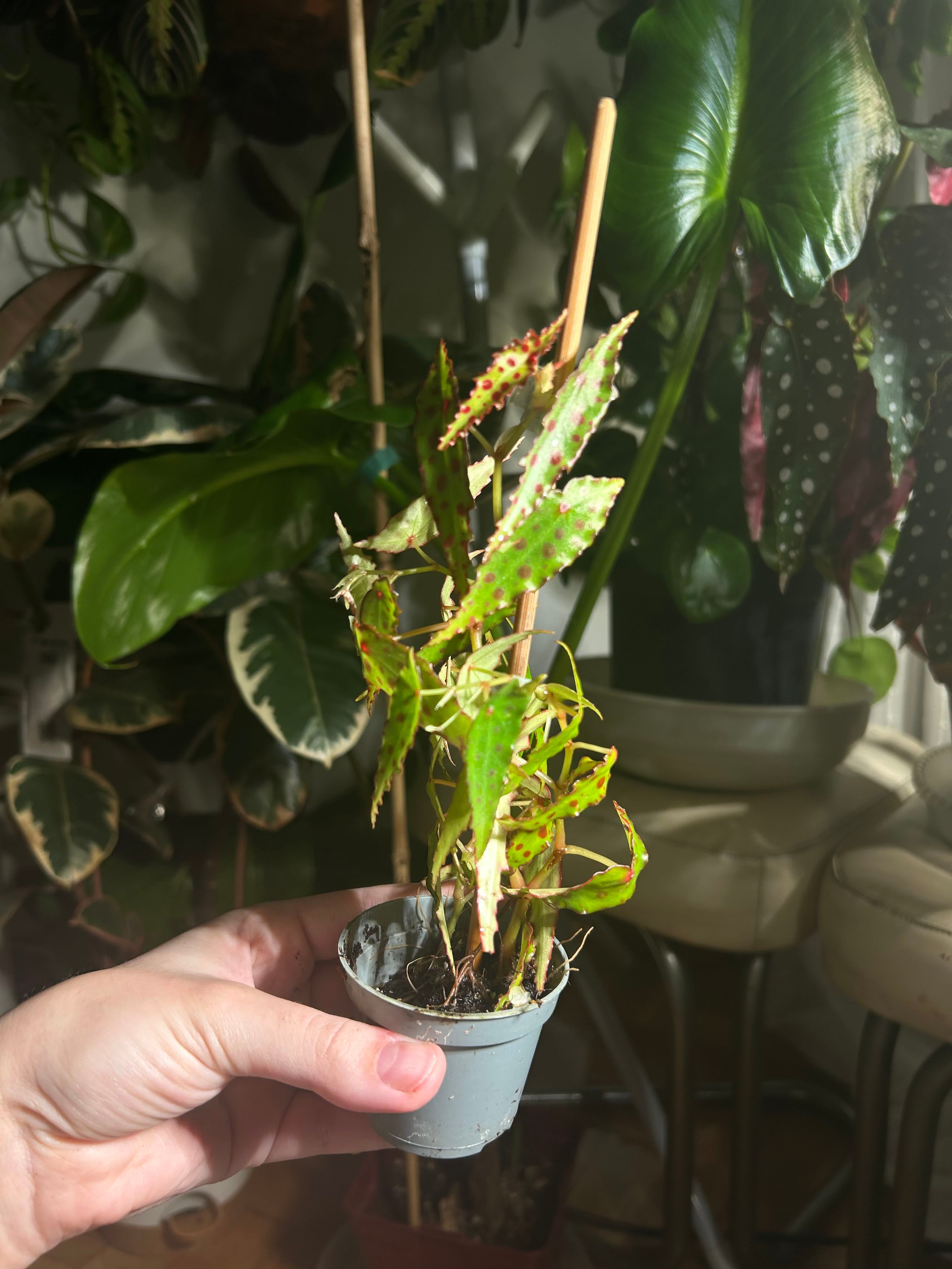 🌼 Optimal Hardiness Zones for Begonia amphioxus: 10a-11b