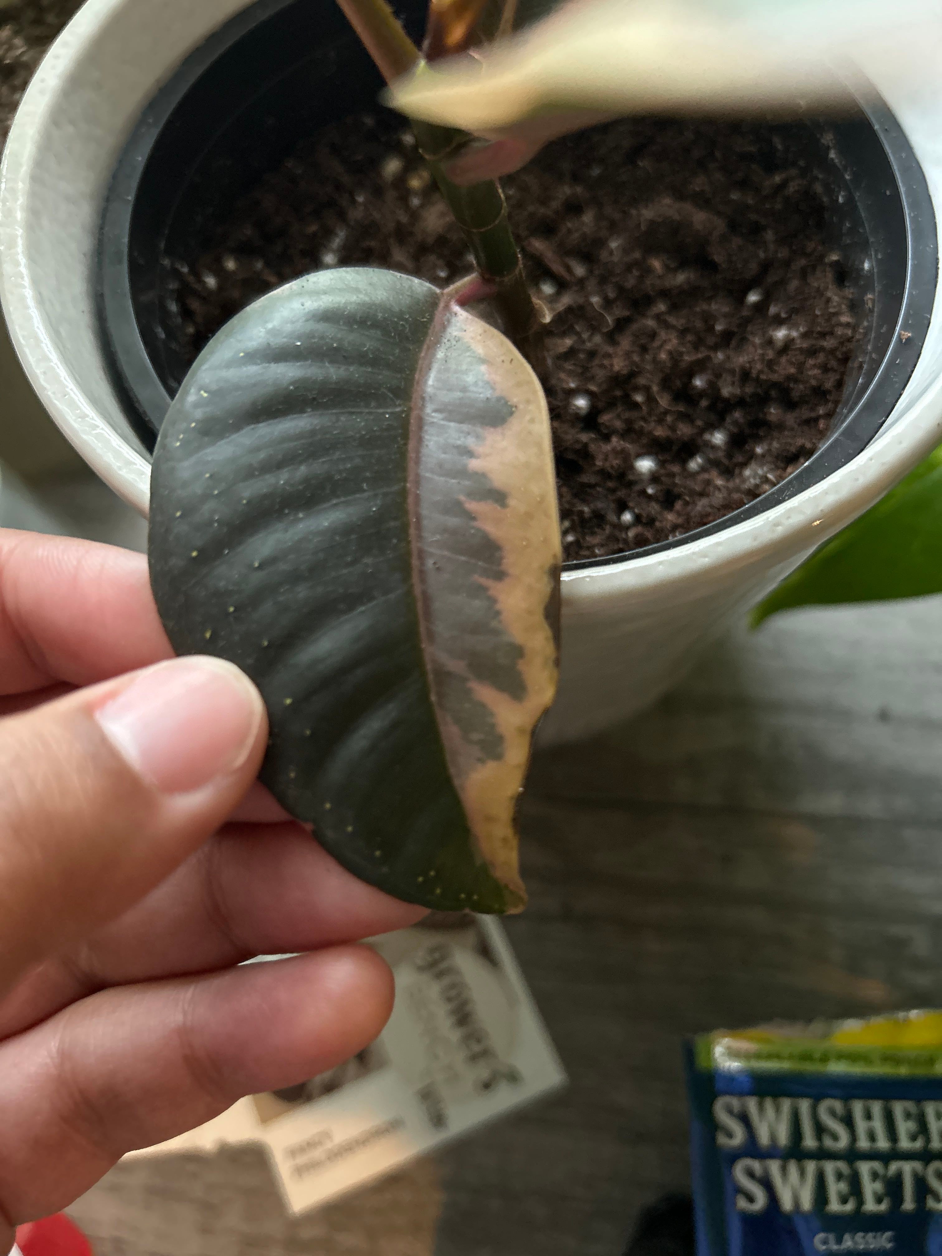 How Can You Tell If A Ficus benjamina 'Mini Lucie' Is Dying?
