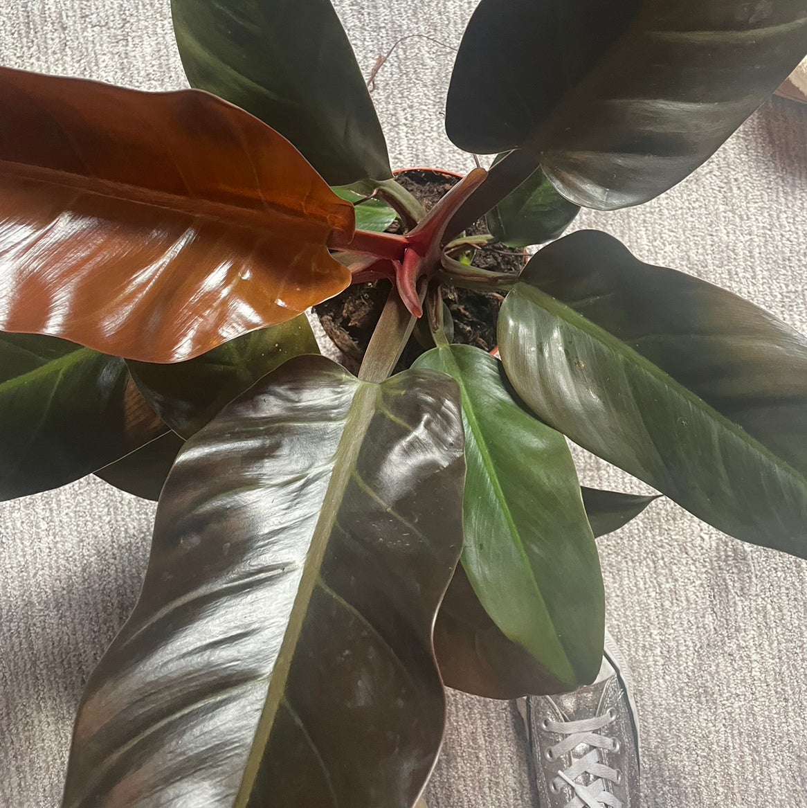 🥀 What Do I Do About philodendron 'red congo' root rot?