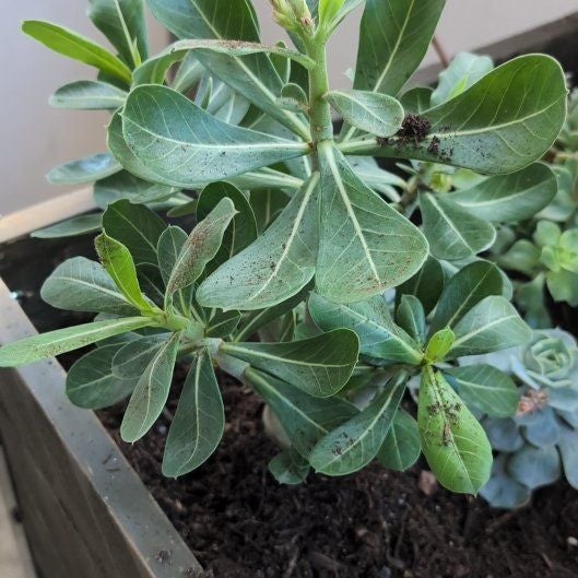 The Complete Adenium arabicum ‘Black Giant’ Plant Care Guide: Water ...