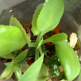 Captain Plant-it | A plant by @ExemplaryClusia on Greg