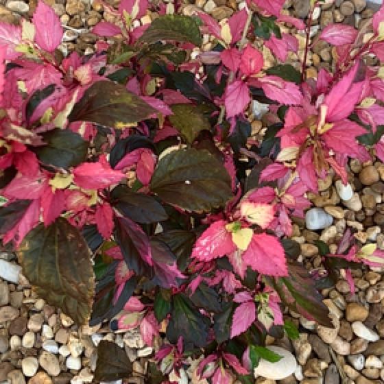 Variegated Red Hot Hibiscus Plant Care: Water, Light, Nutrients | Greg ...